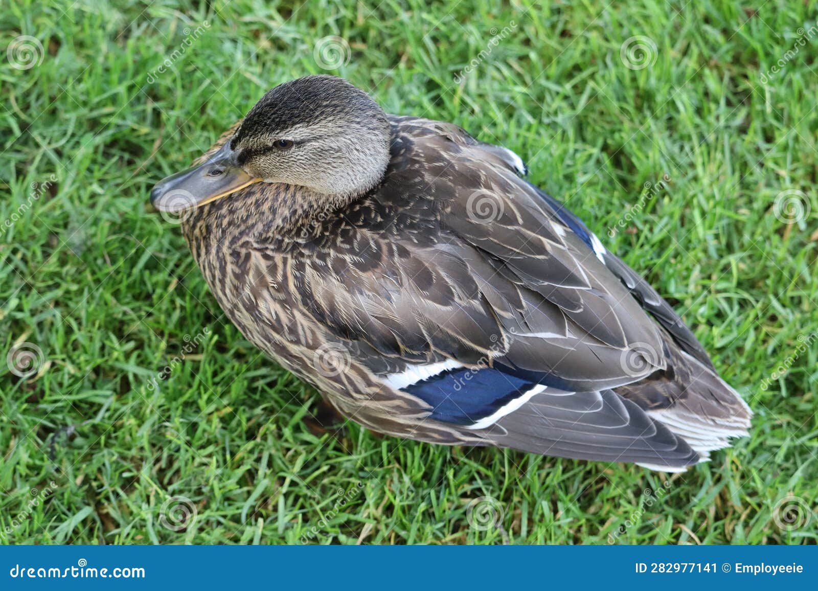 Ducks in Ireland stock image. Image of mallard, bird - 282977141
