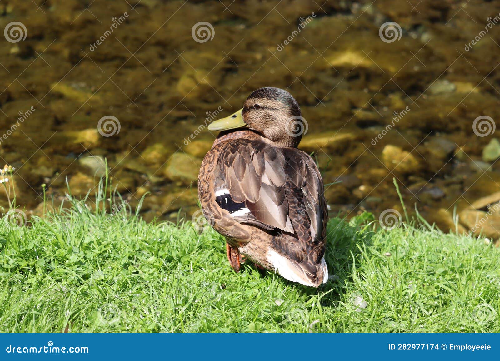 Ducks in Ireland stock photo. Image of grass, waterfowl - 282977174