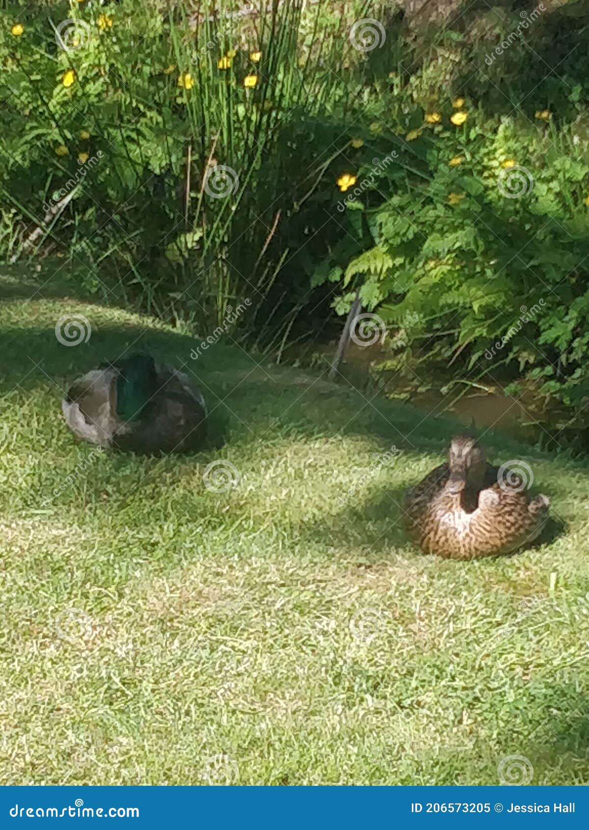 Ducks Just chillin stock image. Image of friends, sleeping - 206573205