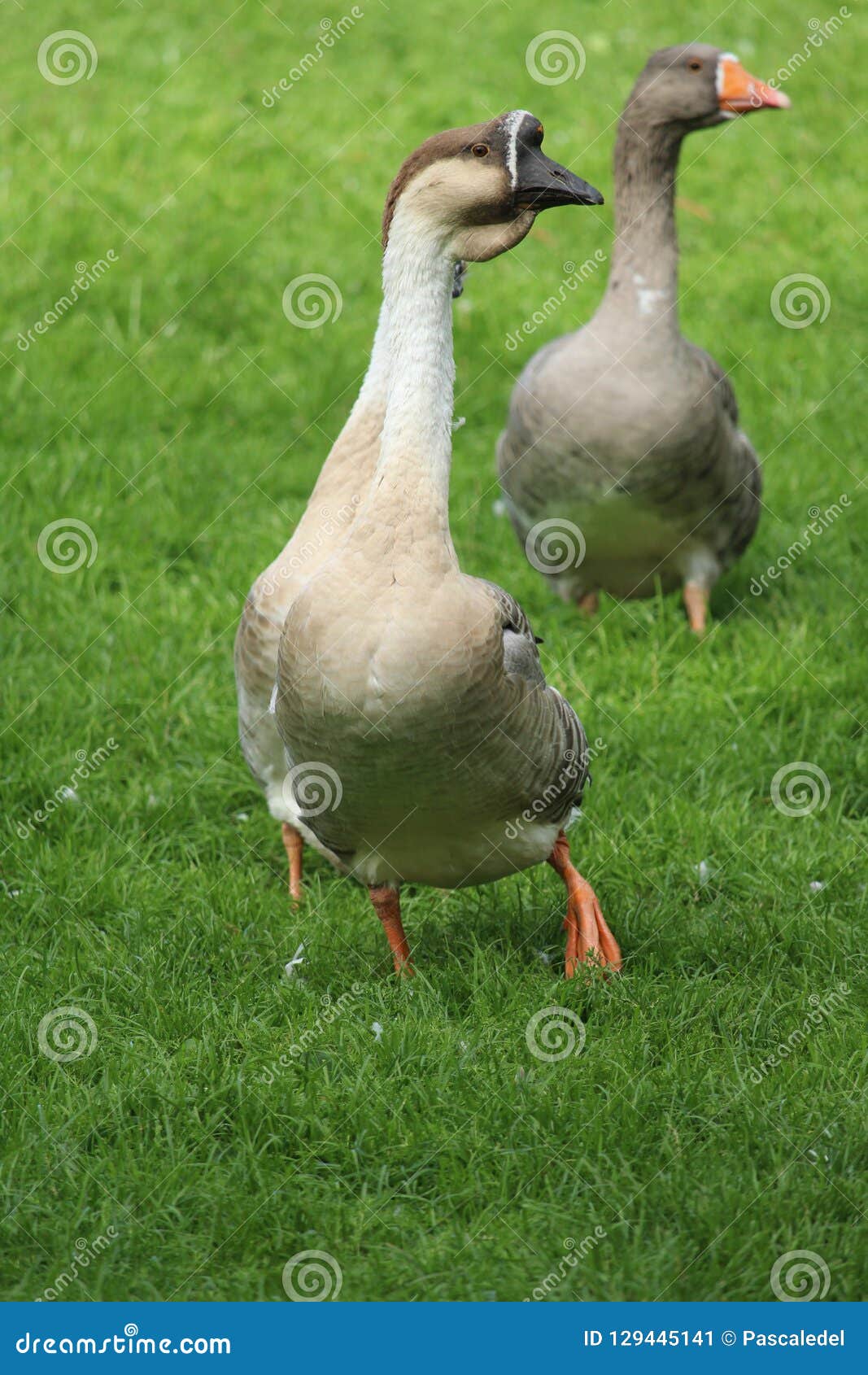 Ducks stock image. Image of water, animals, fowl, domestic - 129445141