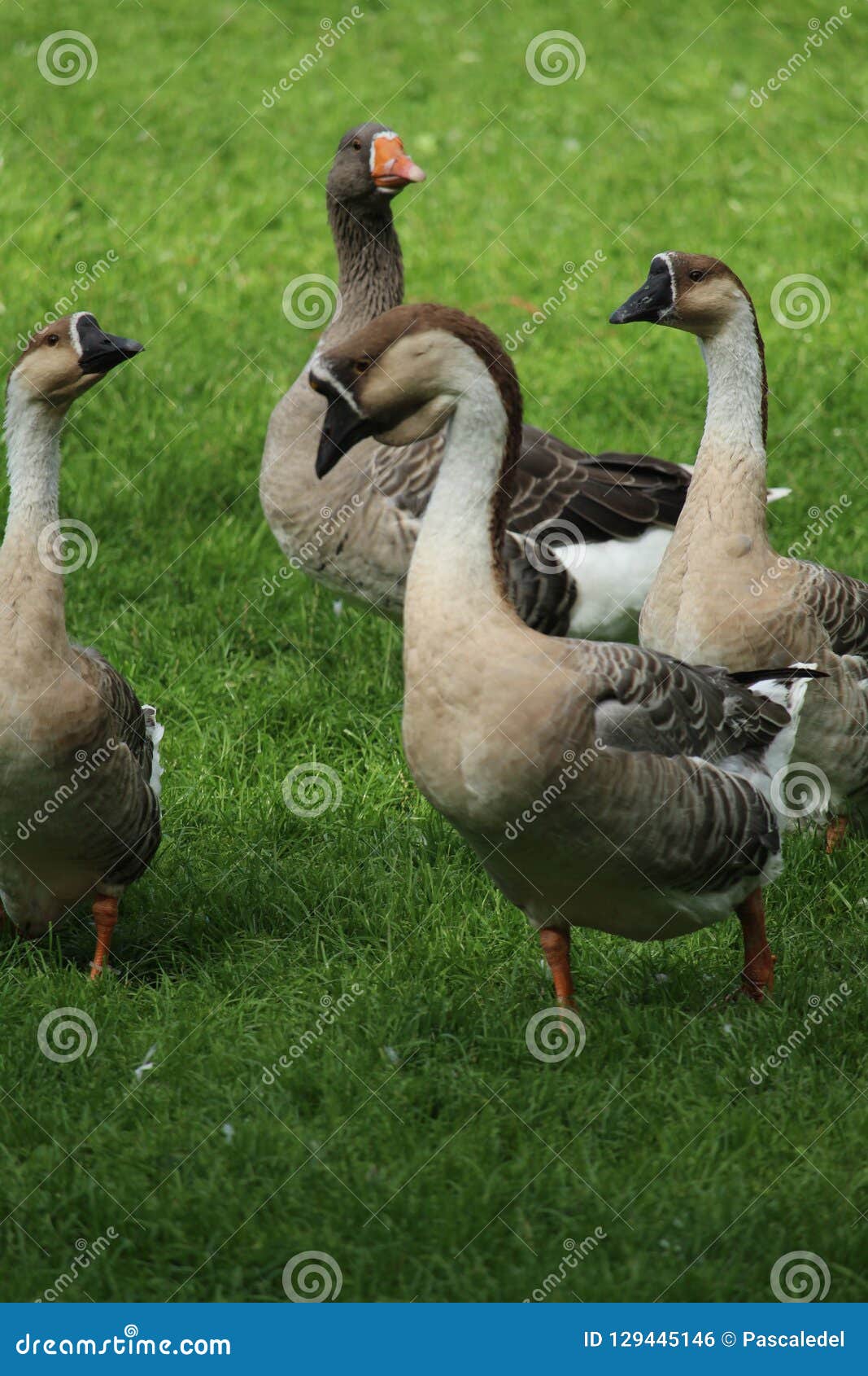 Ducks stock photo. Image of wild, green, wildlife, geese - 129445146