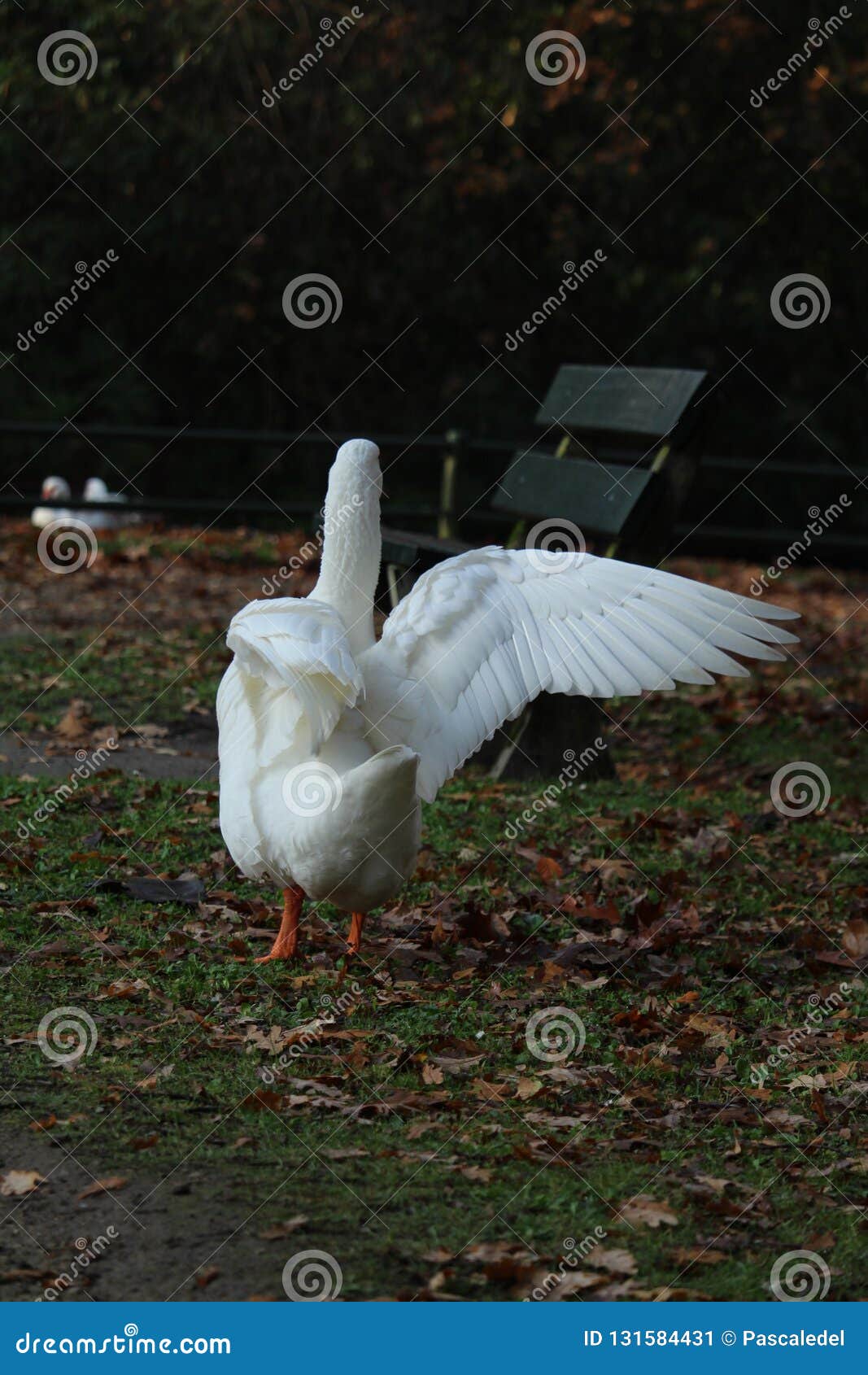 Ducks stock image. Image of beak, birds, animal, water - 131584431