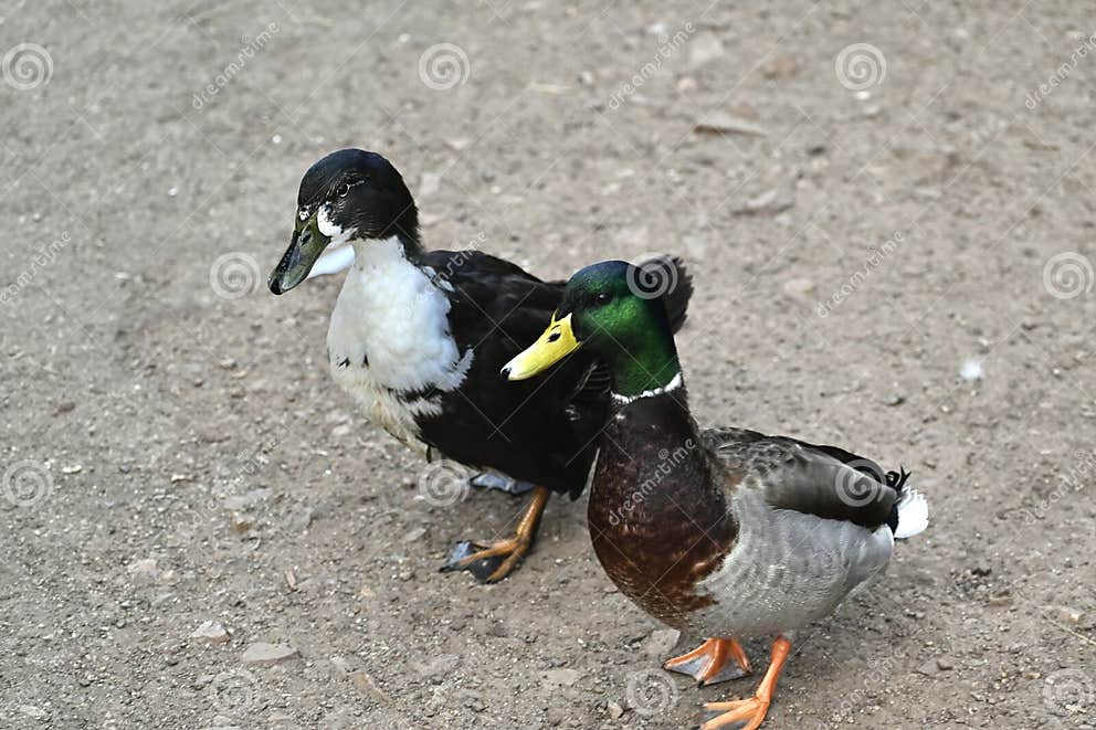 Muscovy and Mallard Duck Hybrid 3 Stock Image - Image of park, grouping ...