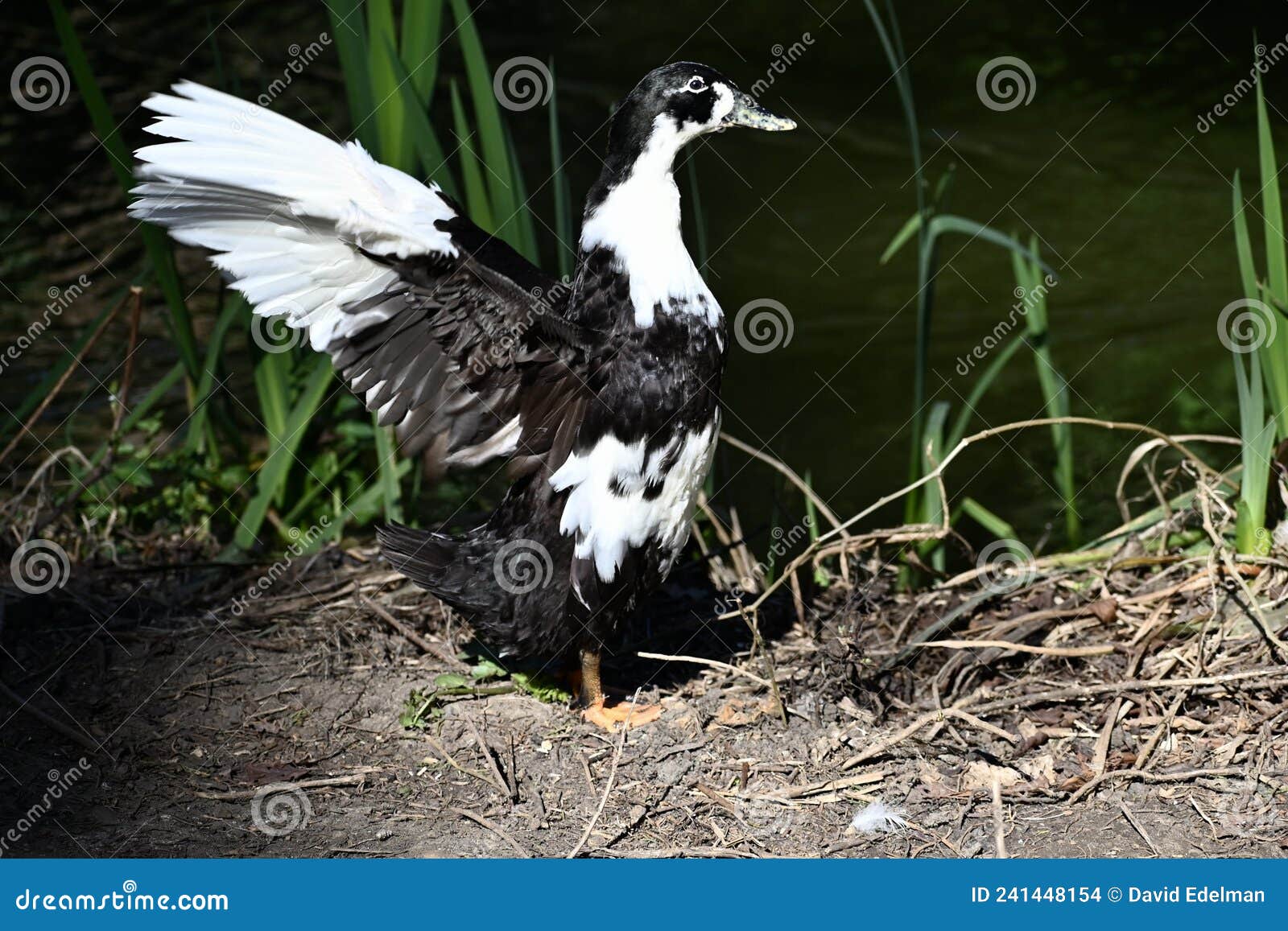 Muscovy and Mallard Duck Hybrid, 21. Stock Photo - Image of golden ...
