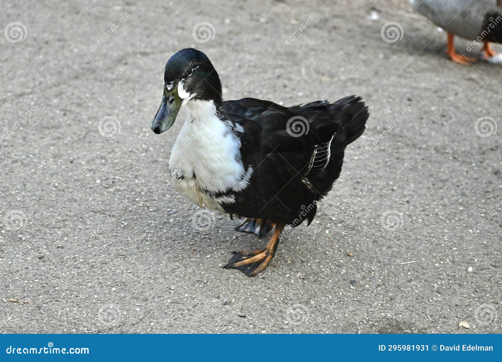 Muscovy and Mallard Duck Hybrid 7 Stock Image - Image of muscovy, stow ...