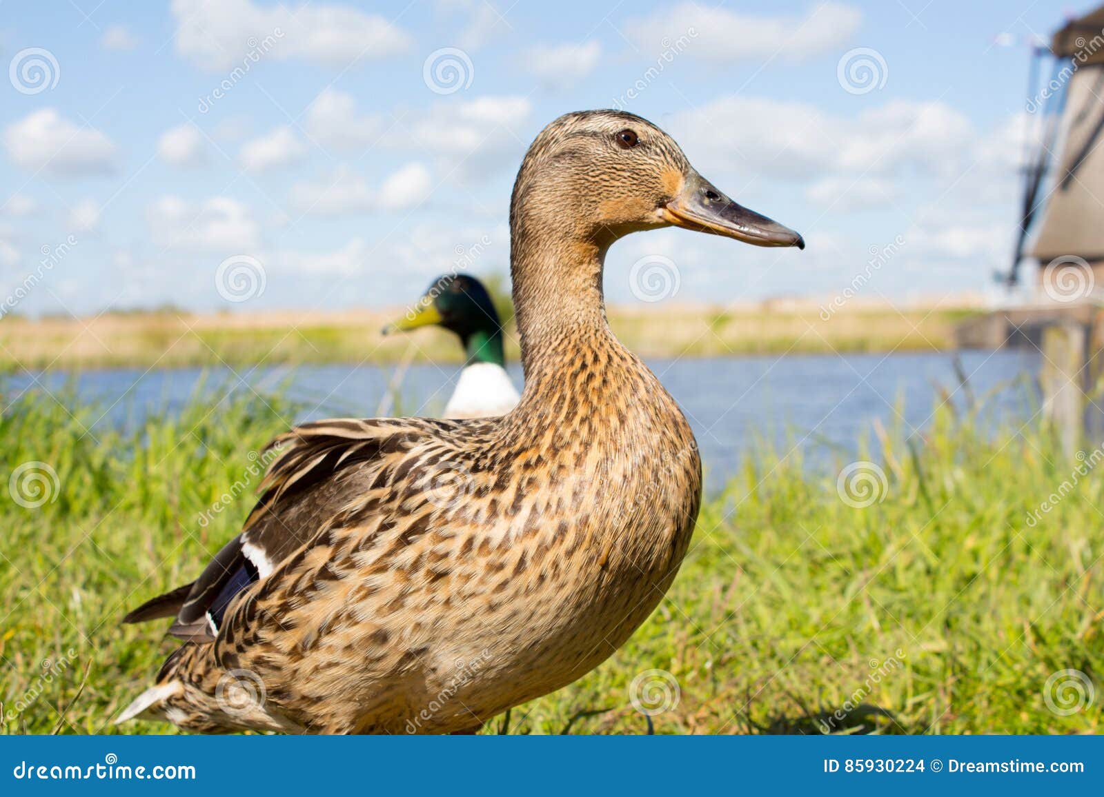 Ducks in Kinderdijk, Holland Stock Photo - Image of unesco, europe ...