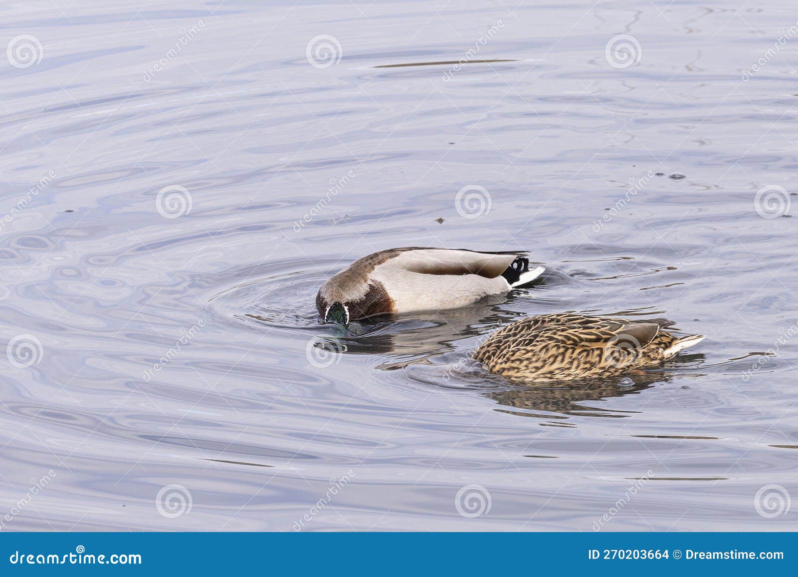 Ducks in the lagoon stock photo. Image of feed, pond - 270203664