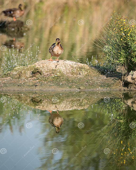 Ducks Laid on an Islet in the Pond Stock Image - Image of male, beak ...