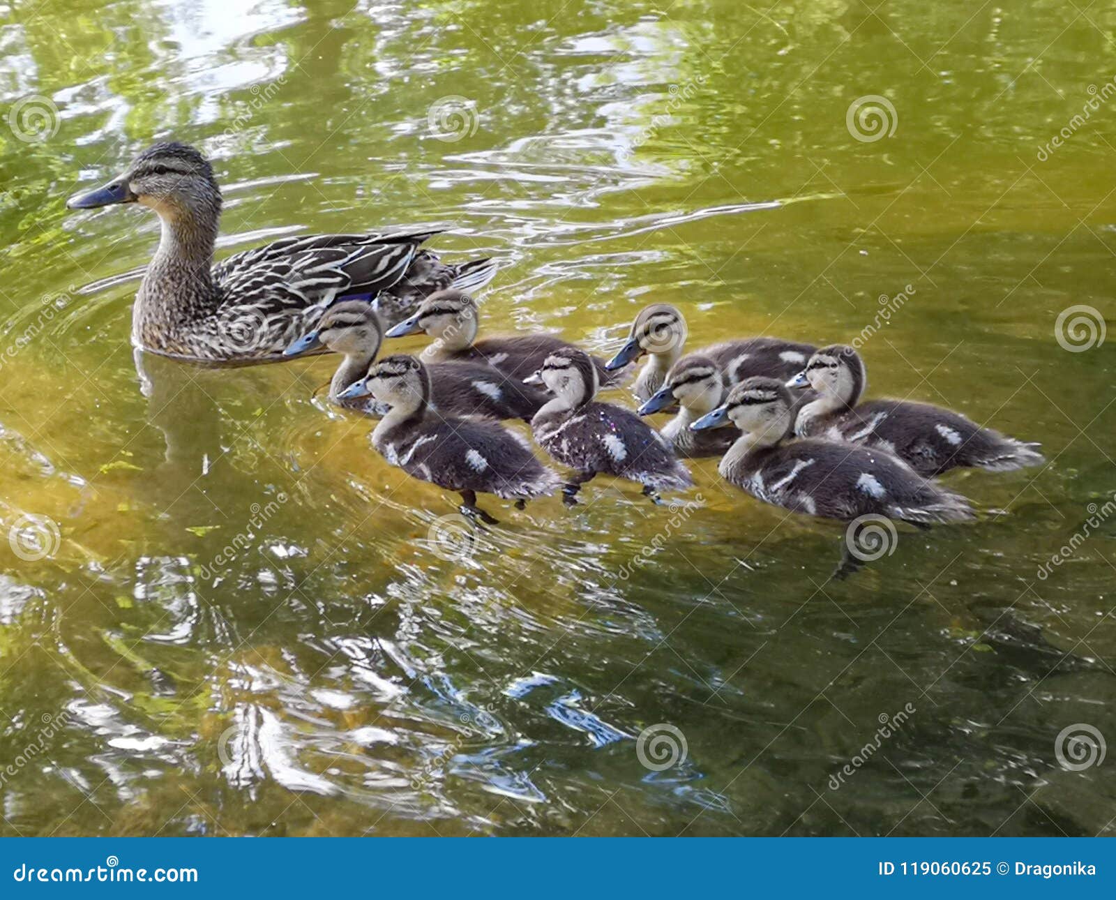 Ducks stock image. Image of lake, park, ducks, duckling - 119060625