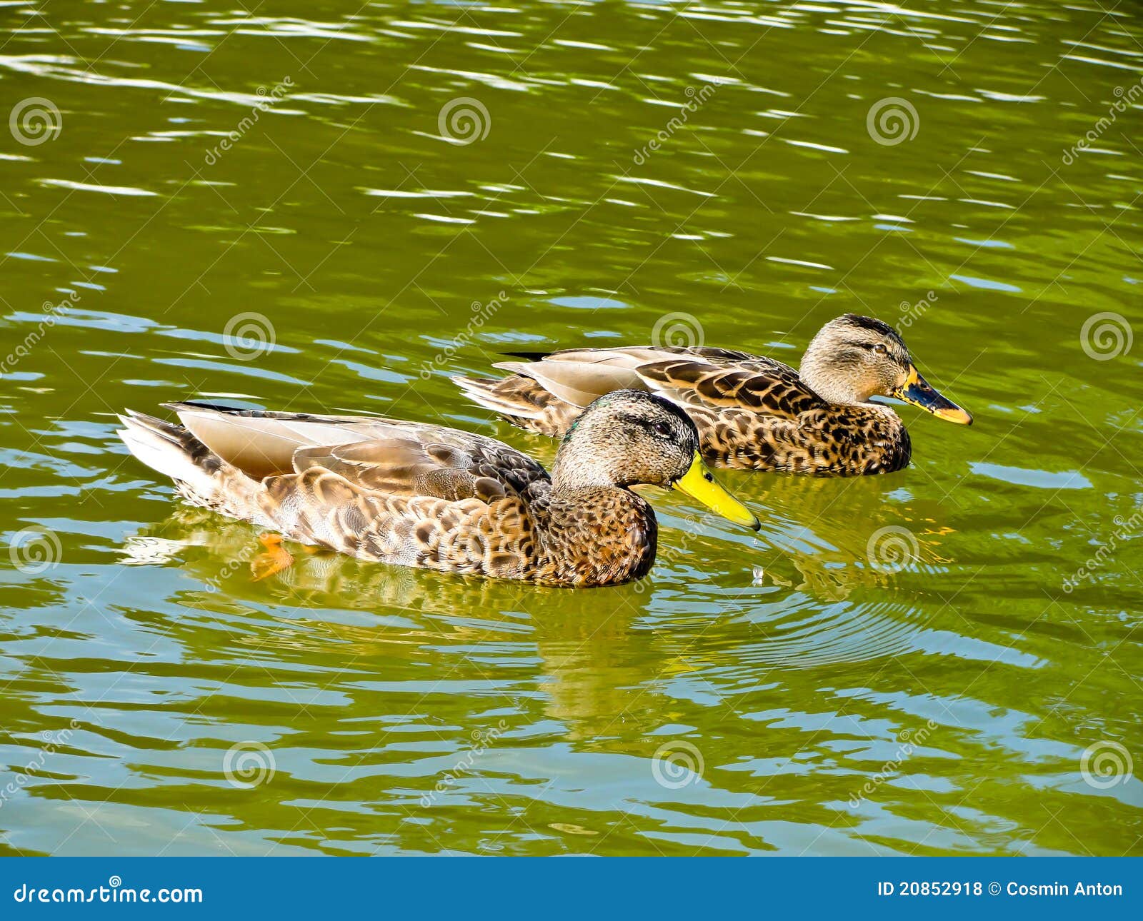 Ducks on the lake stock photo. Image of river, feather - 20852918