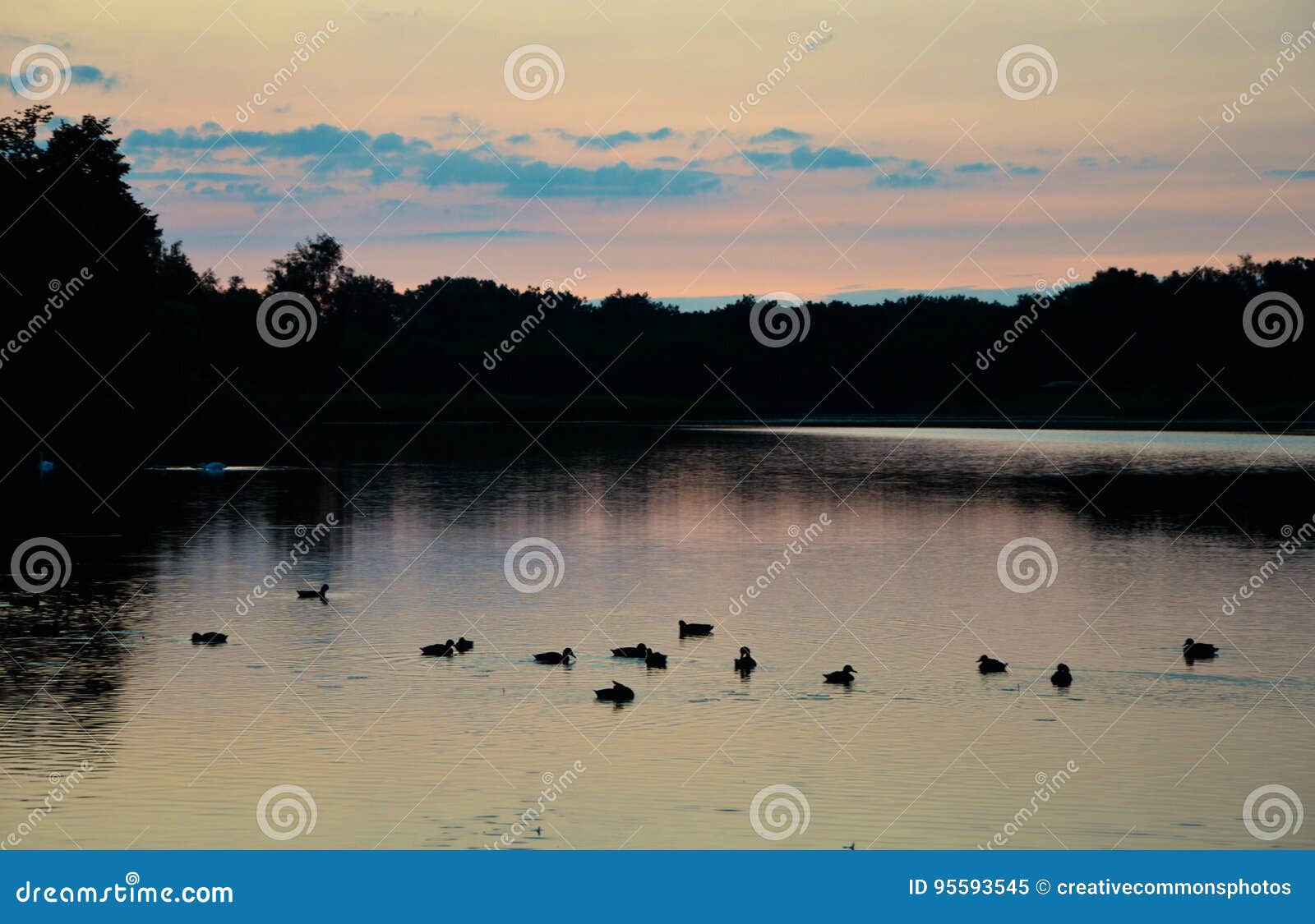 Ducks On Lake Picture. Image: 95593545