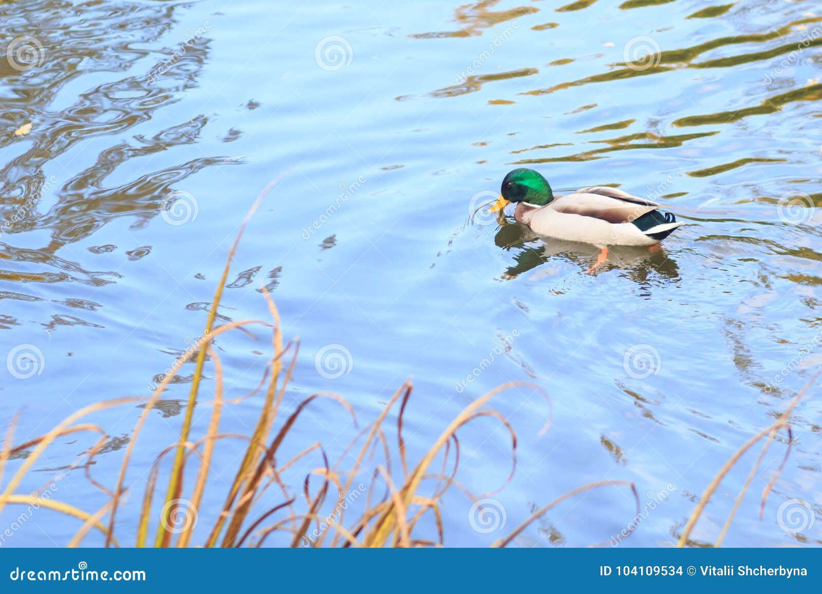 Ducks in the lake stock photo. Image of waterfowl, green - 104109534