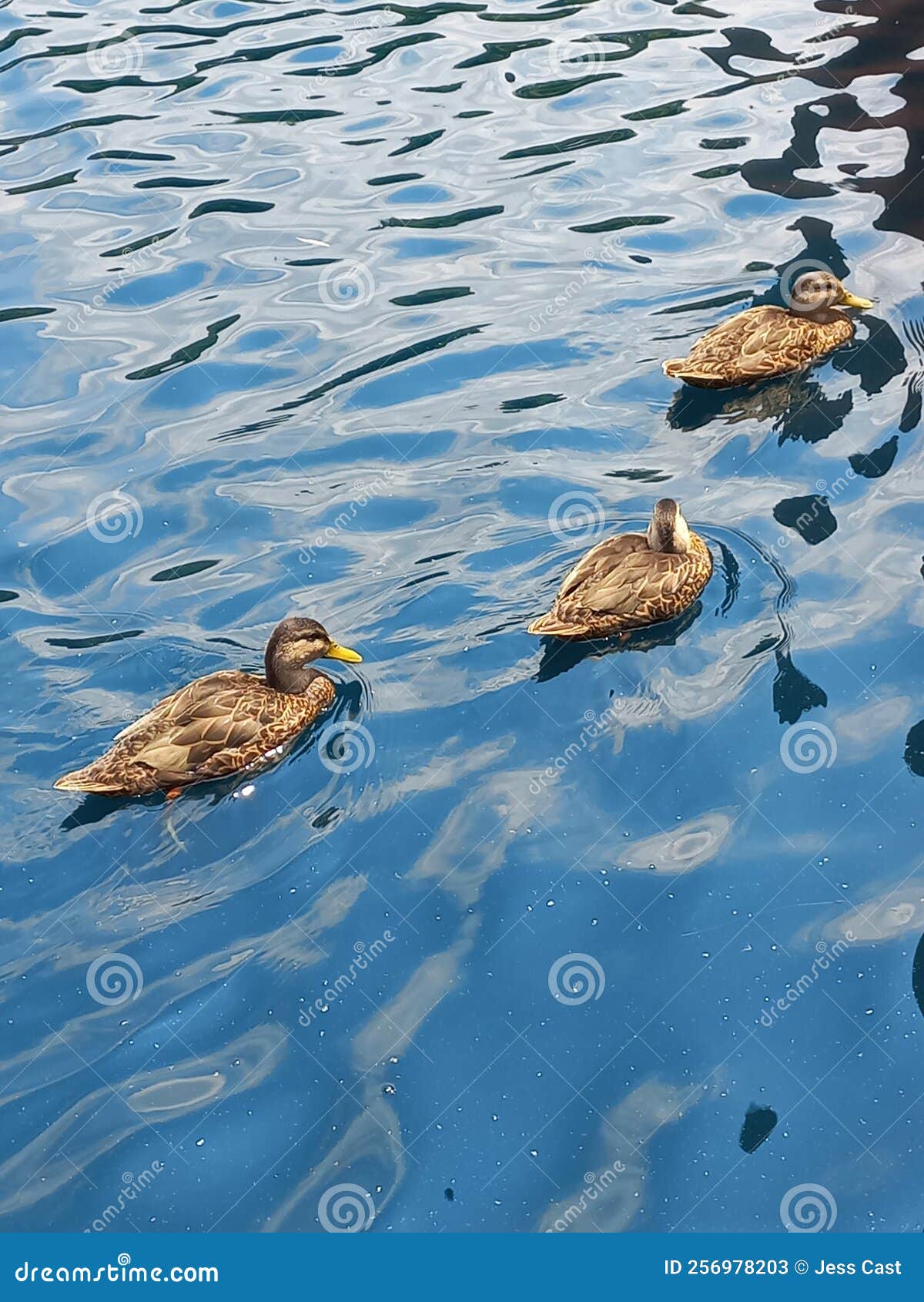 Ducks in the lake at dawn stock image. Image of painting - 256978203