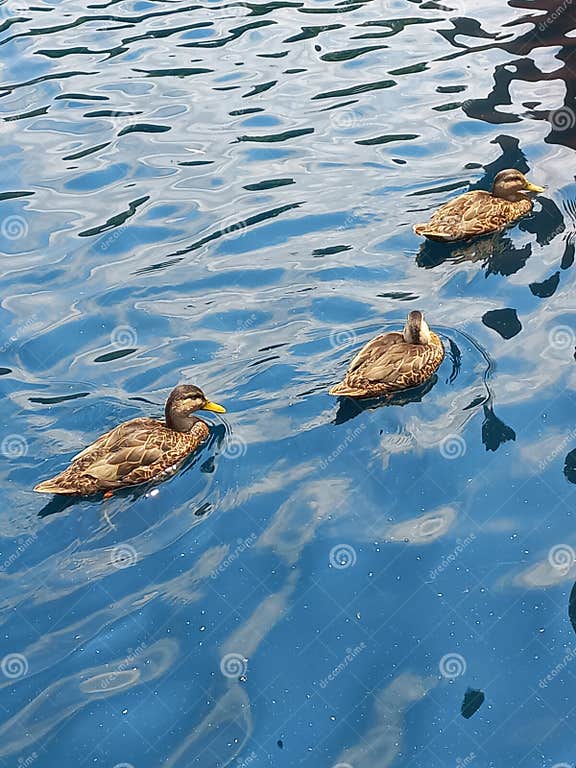 Ducks in the lake at dawn stock image. Image of painting - 256978203