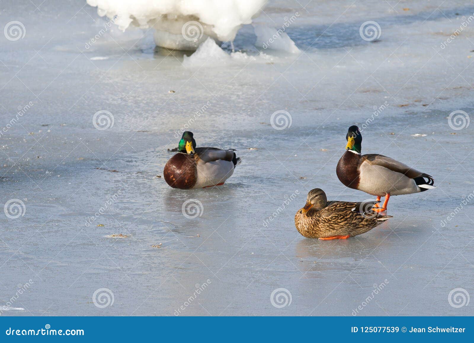 Ducks on ice stock image. Image of winter, bird, water - 125077539