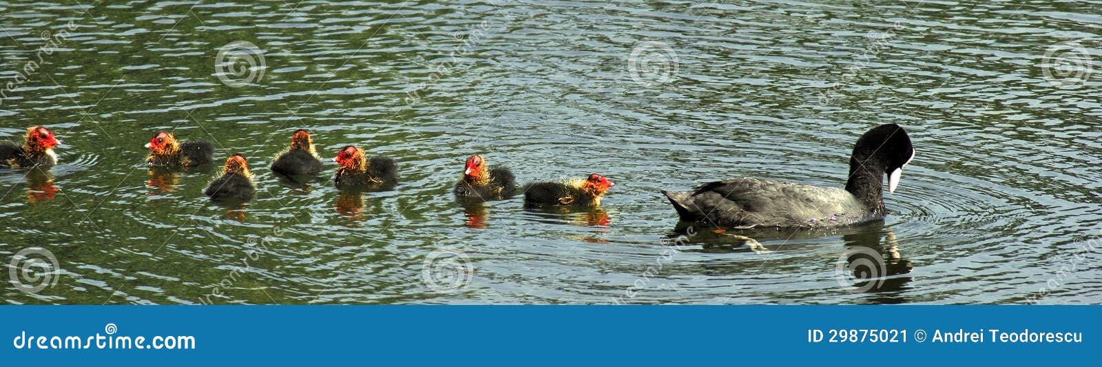 Duck string stock image. Image of green, lake, morning - 29875021