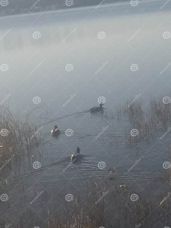 Ducks on Lake Goodwin stock photo. Image of lake, ducks - 177100538