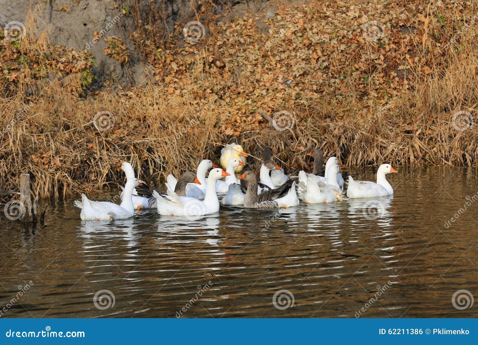 Ducks on lake stock photo. Image of swim, white, background - 62211386