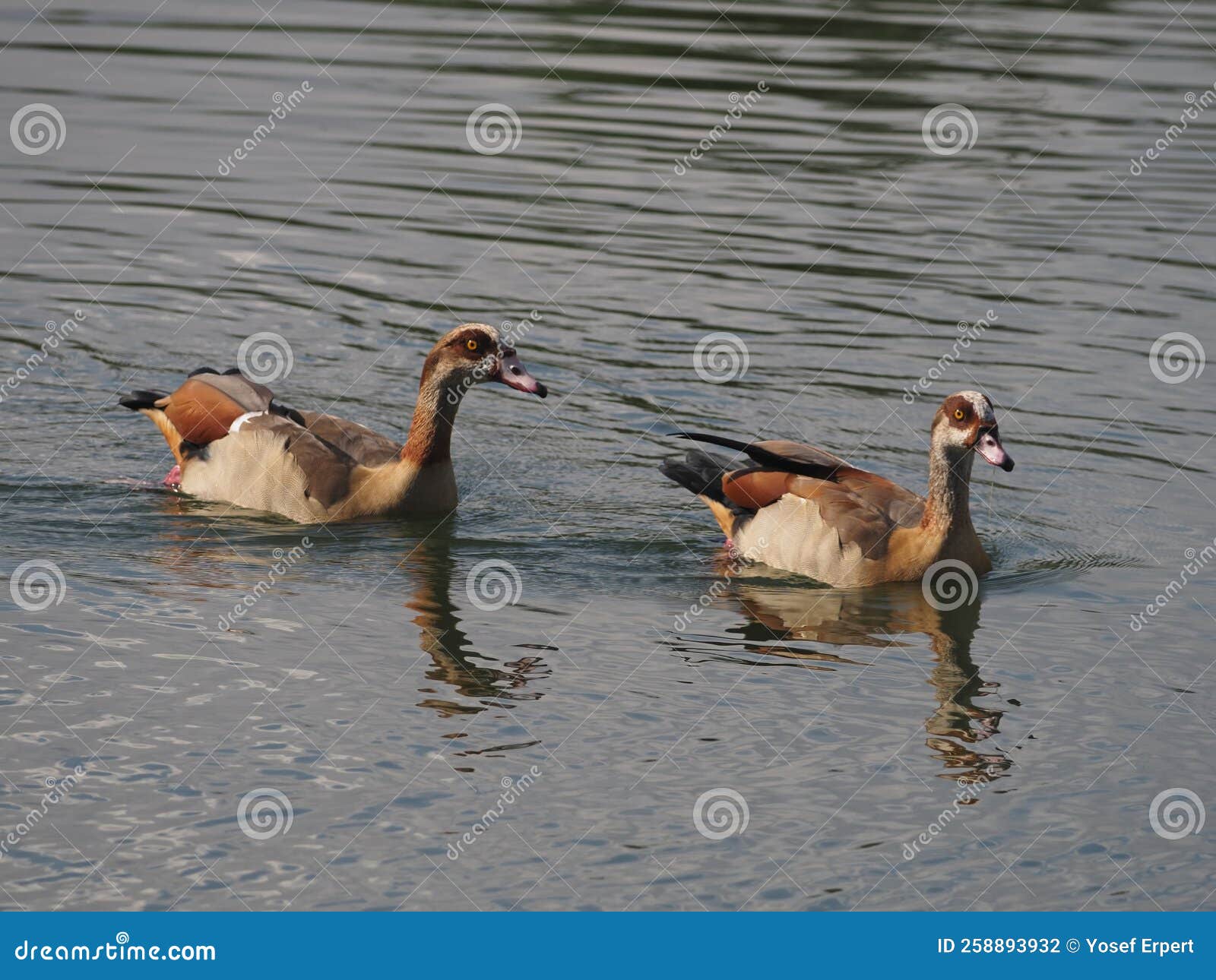 Ducks on the lake stock photo. Image of waterfowl, lake - 258893932