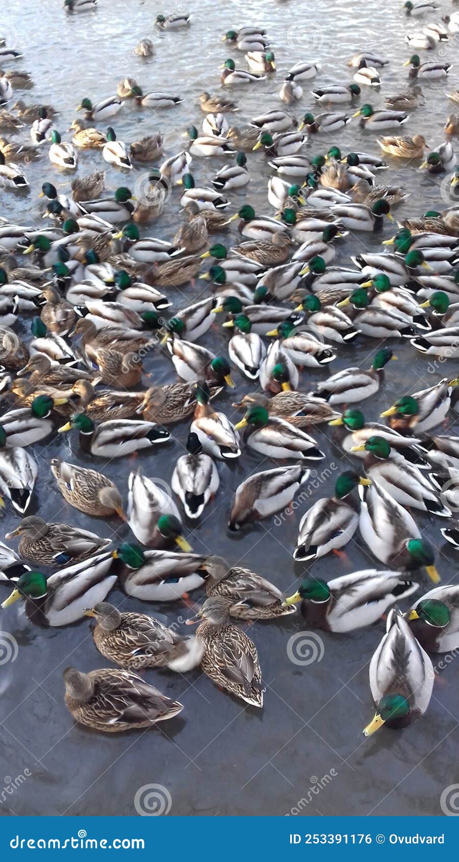 Ducks on the lake stock photo. Image of water, people - 253391176
