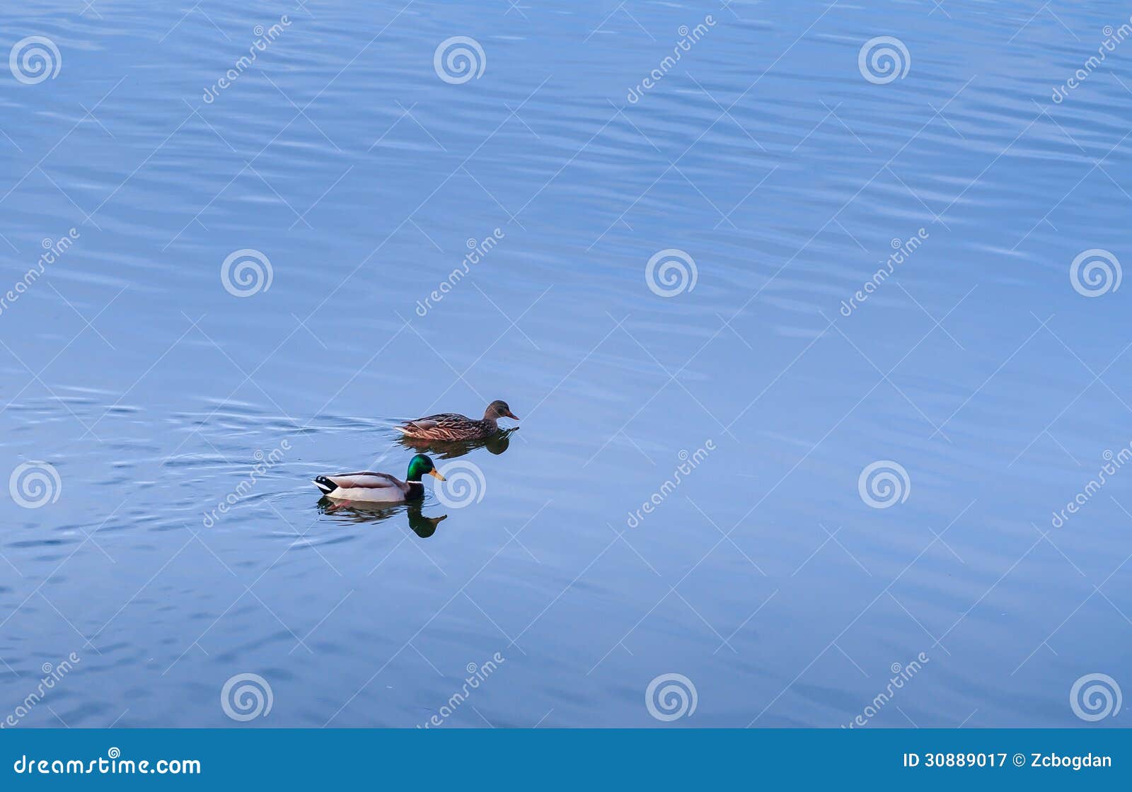 Ducks on a lake stock image. Image of black, duck, spring - 30889017