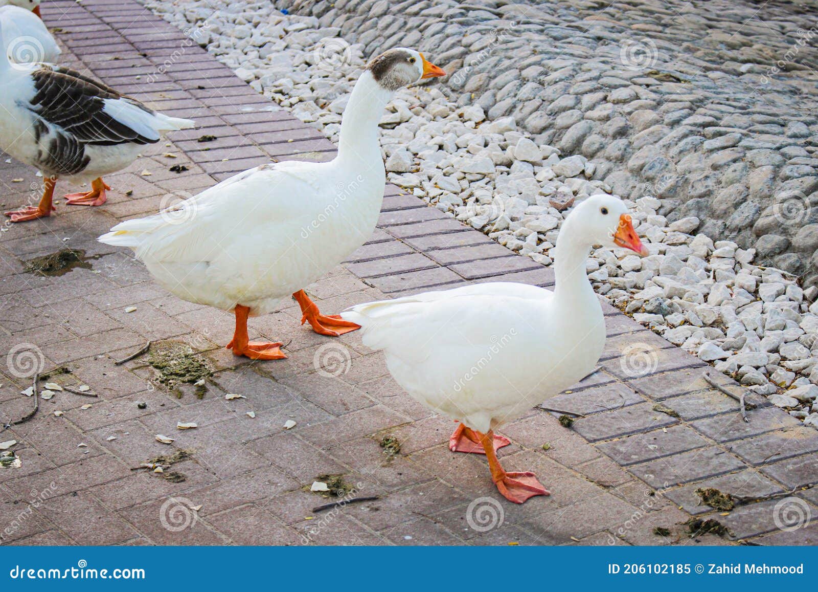 Parkare Stock Photos - Free & Royalty-Free Stock Photos from Dreamstime