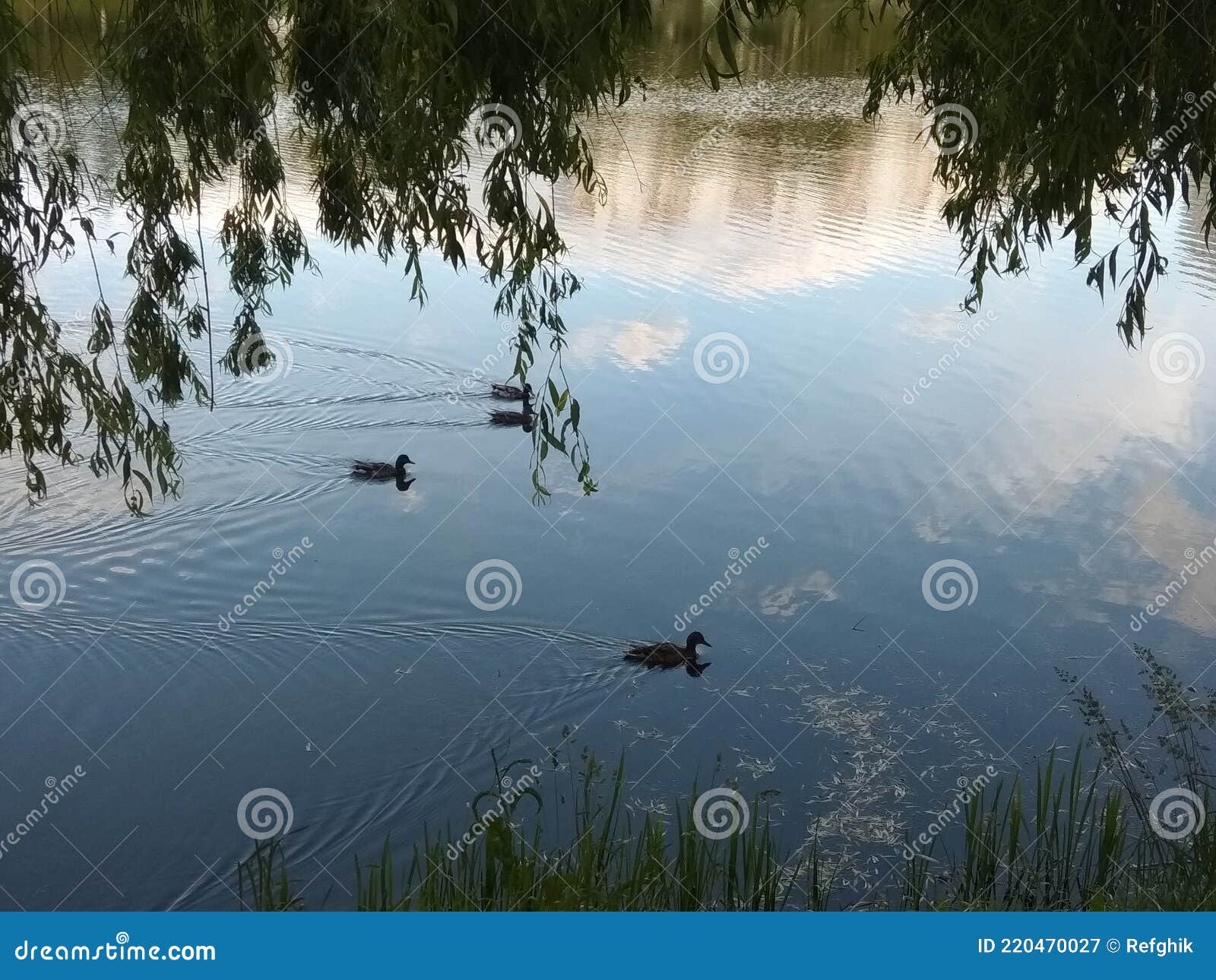 Ducks on the lake stock image. Image of duck, head, green - 220470027