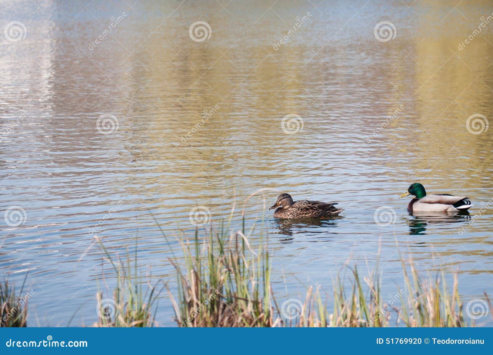 Ducks on the lake stock photo. Image of funny, feather - 51769920