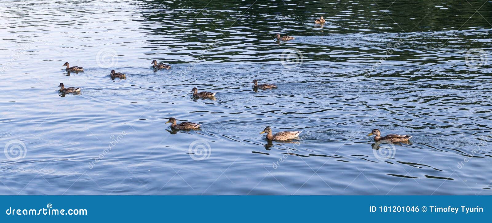 Ducks on the Lake at Summer. Background, Texture. Stock Photo - Image ...