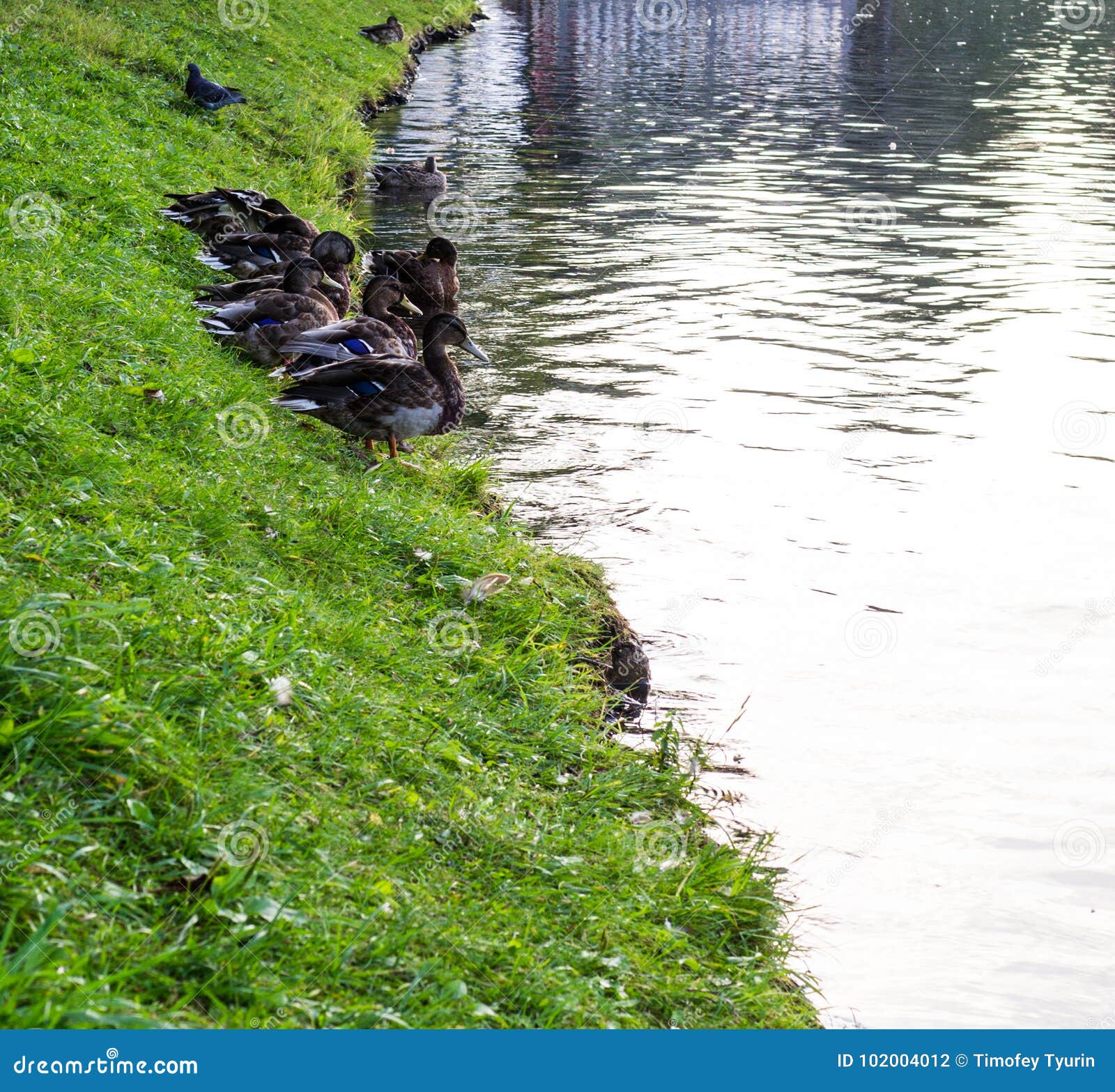 Ducks on the Lake at Summer. Background, Texture. Stock Photo - Image ...