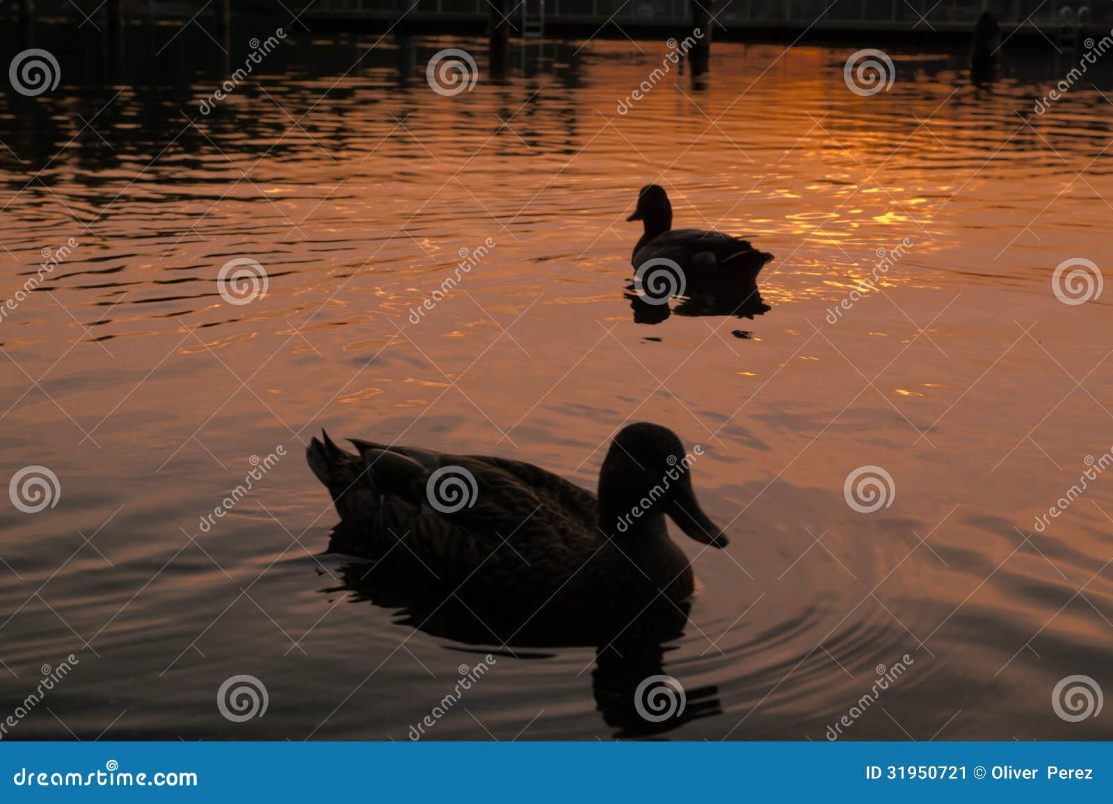 Ducks on Lake at Sunset stock image. Image of dock, waves - 31950721