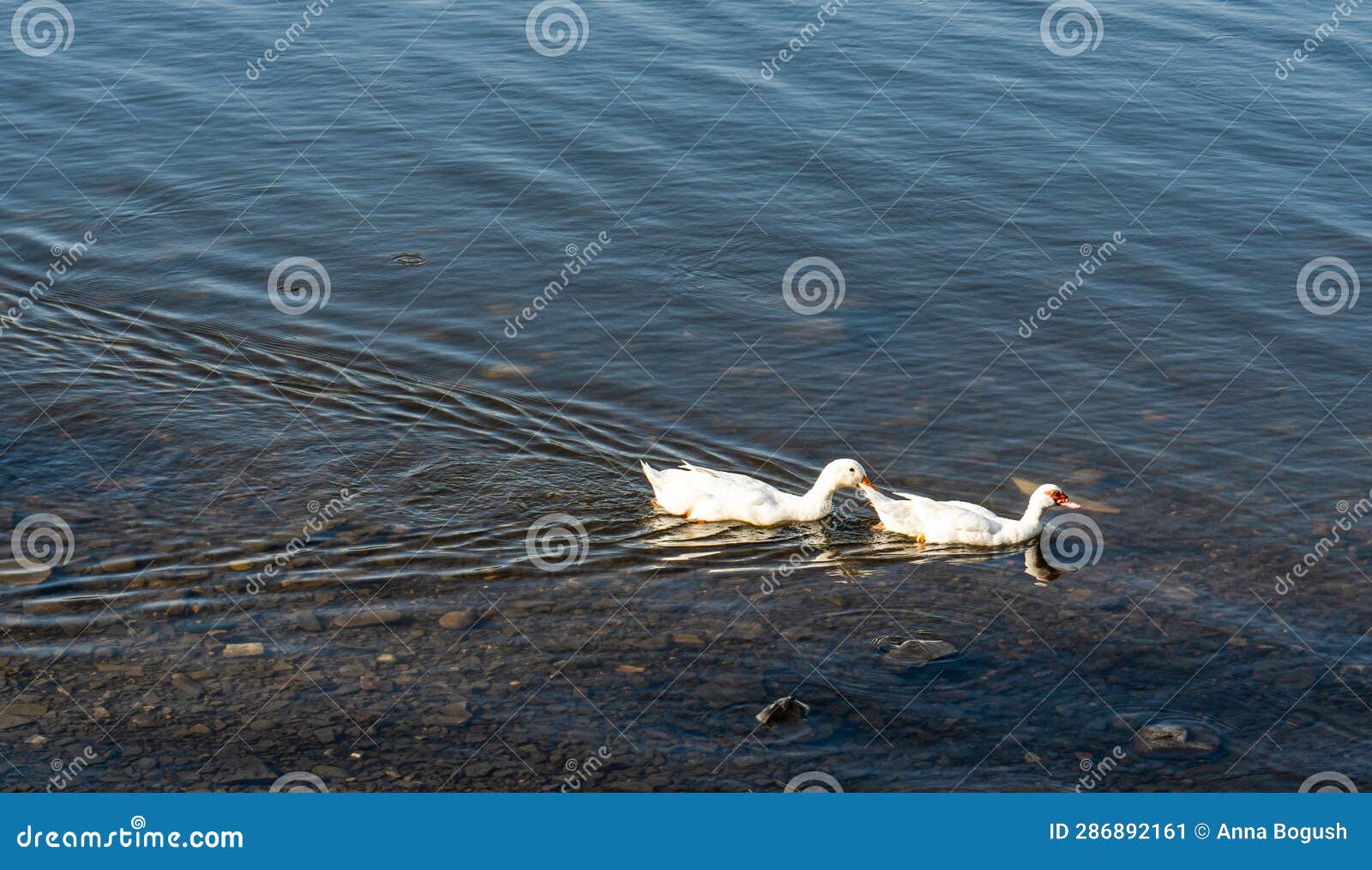 Ducks on the lake surface stock image. Image of bird - 286892161