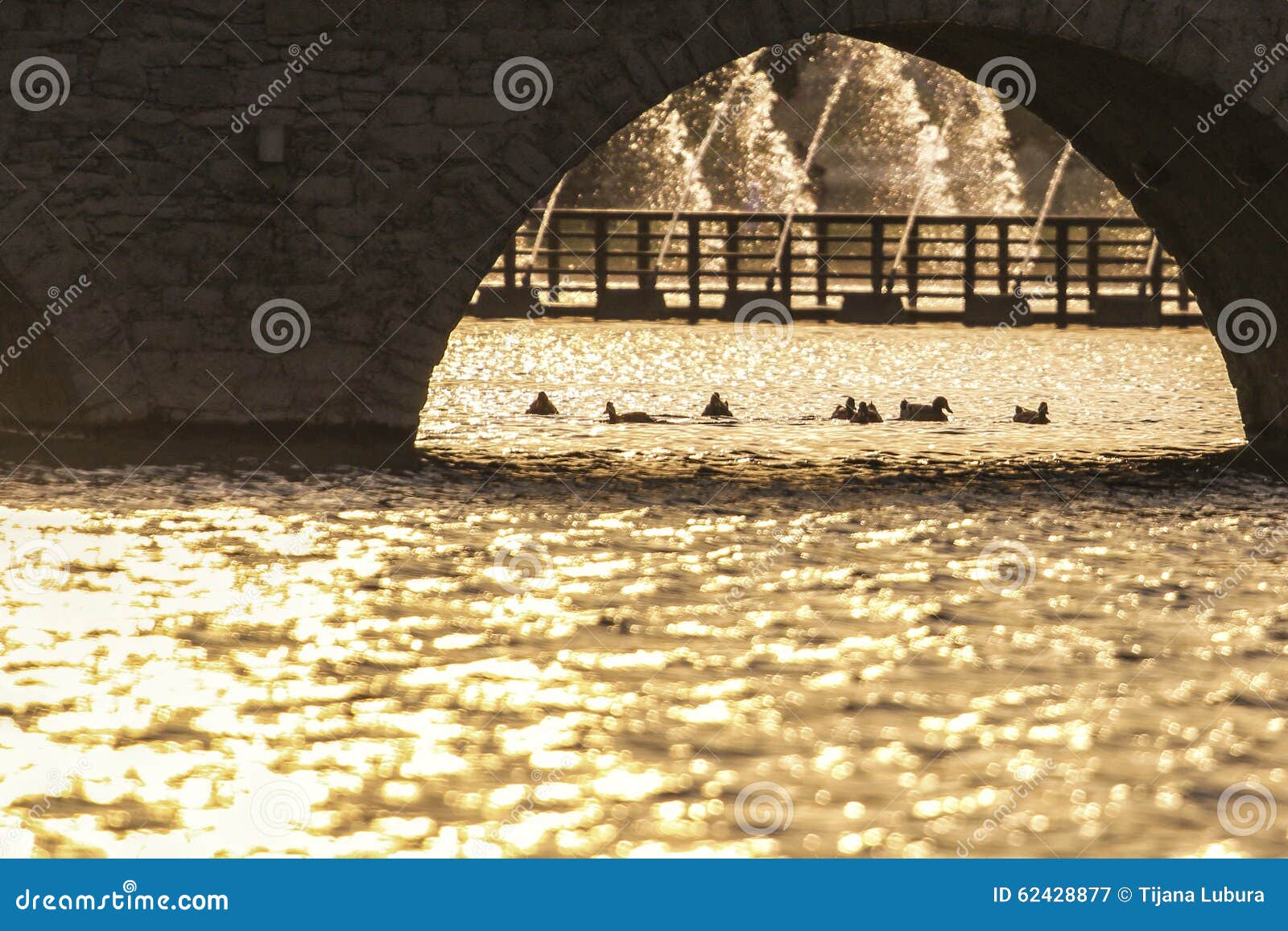 Ducks in the lake stock image. Image of lake, view, nature - 62428877