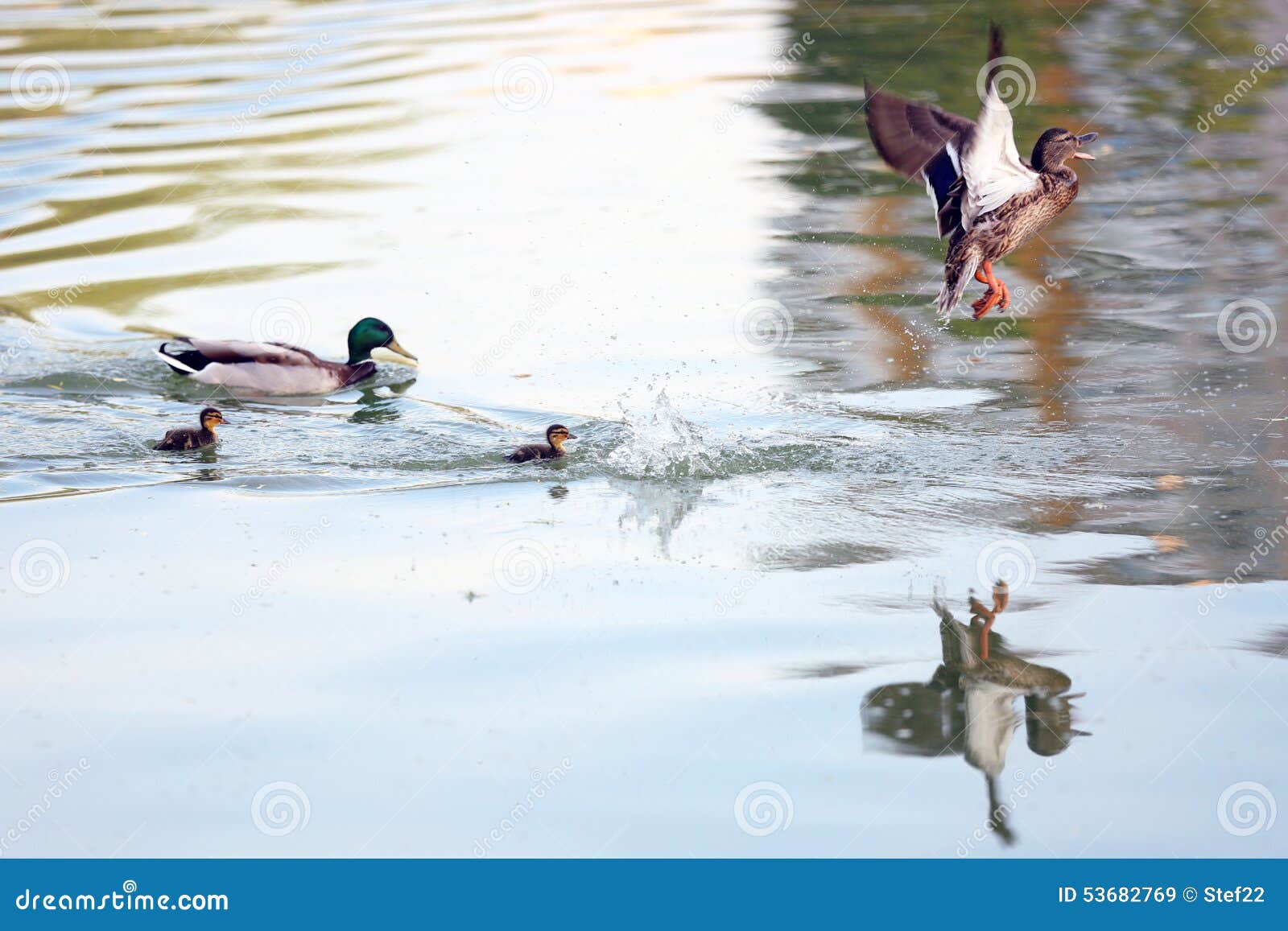 Ducks on a lake stock image. Image of wild, flying, drops - 53682769