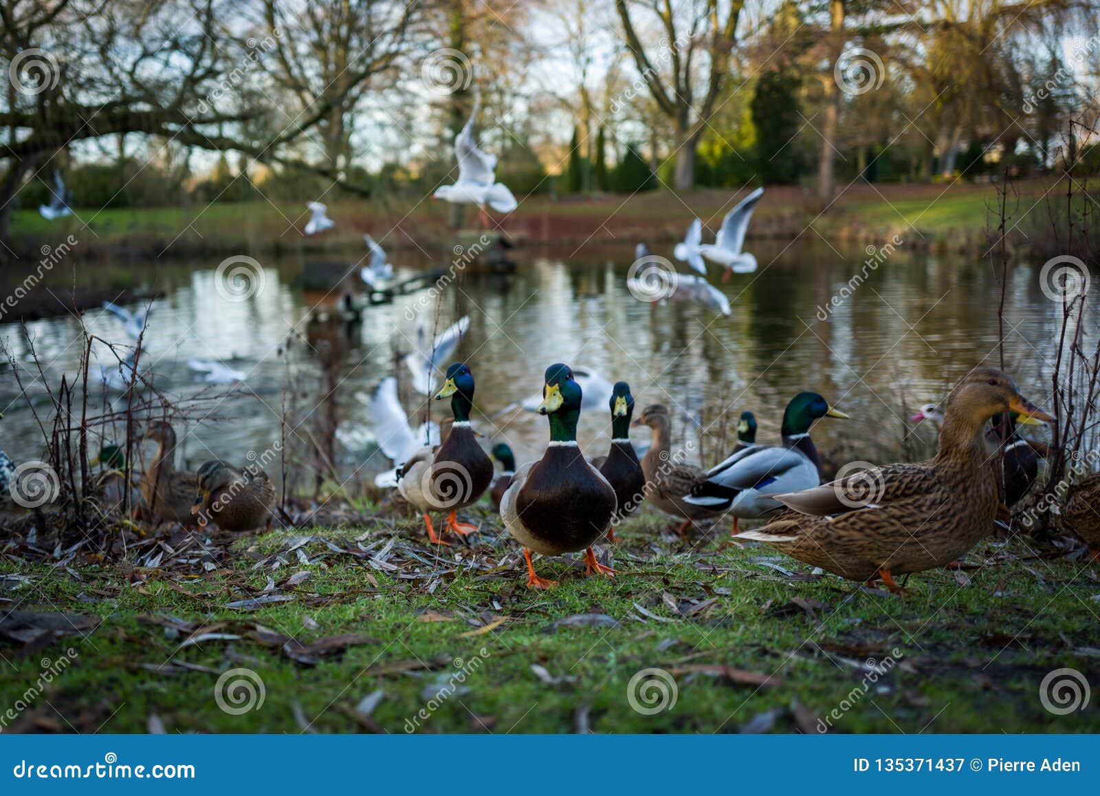 Ducks at a Lake in Wilhelmshaven, Germany. Stock Image - Image of ...