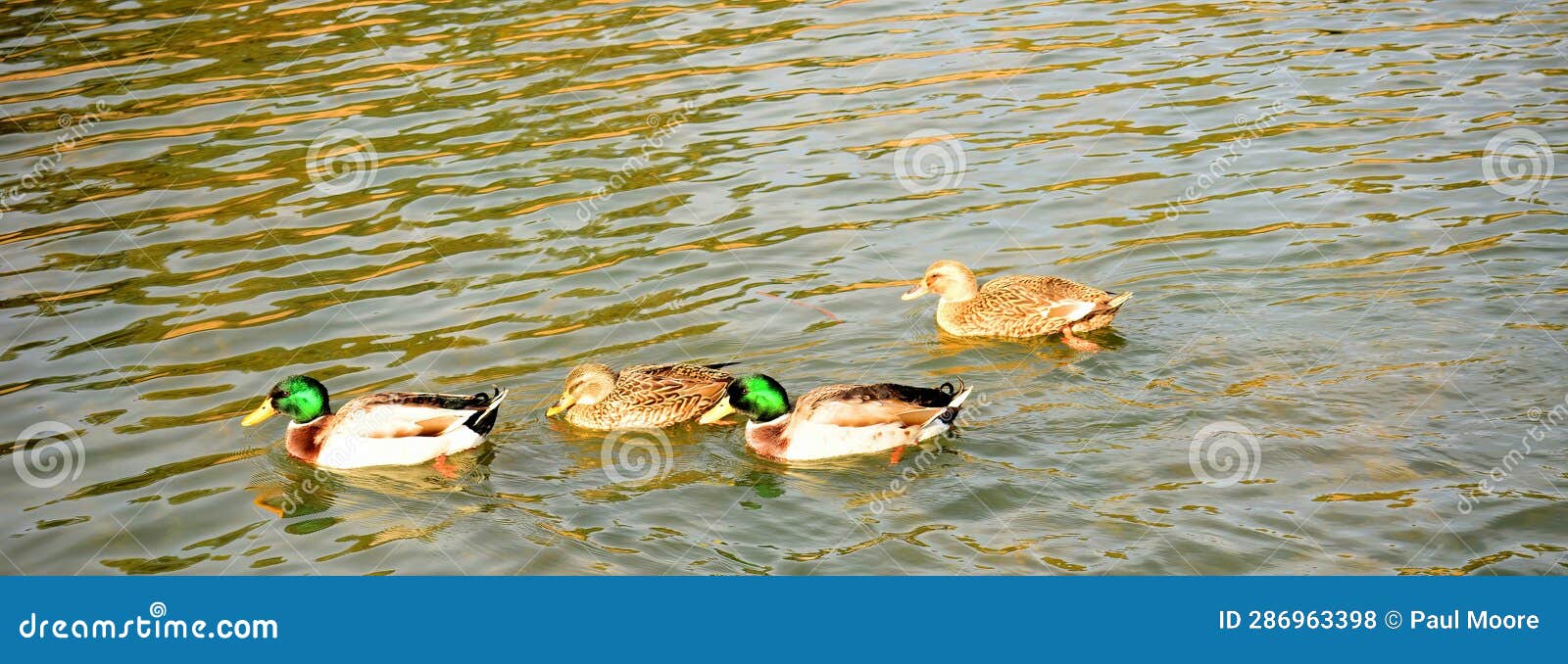 Ducks On A Lake Or Pond With Blue Reflective Water Surface And Native ...