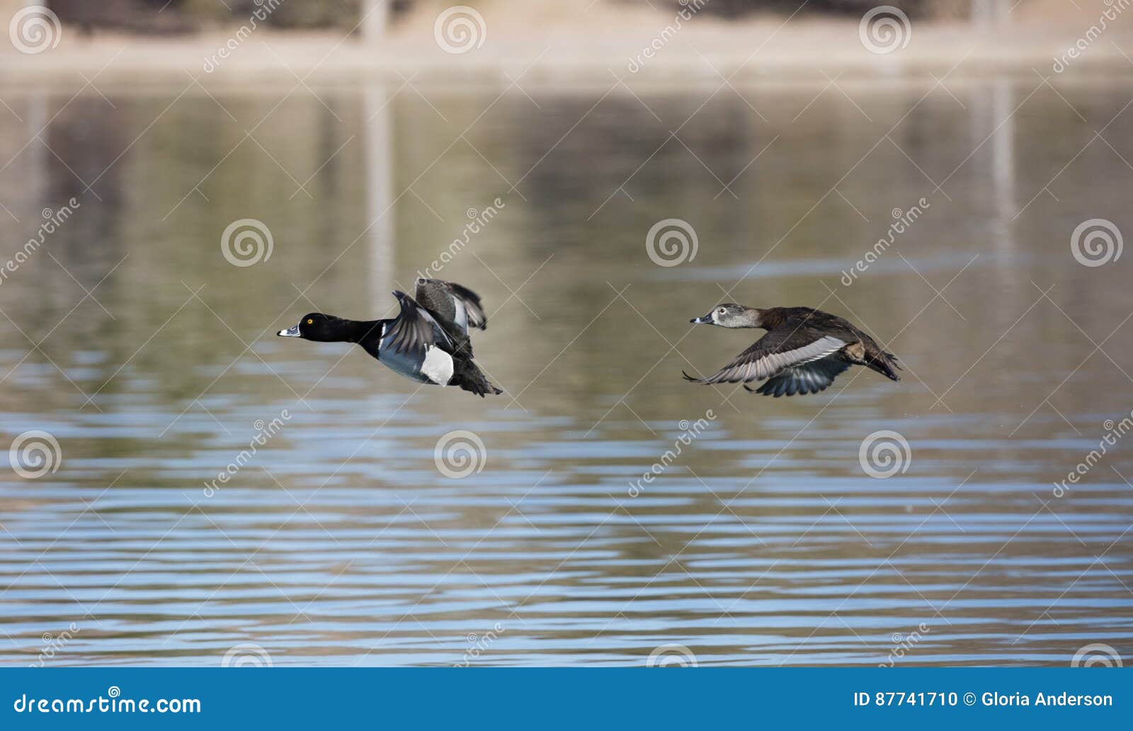 Ducks landing on the pond stock photo. Image of nature - 87741710
