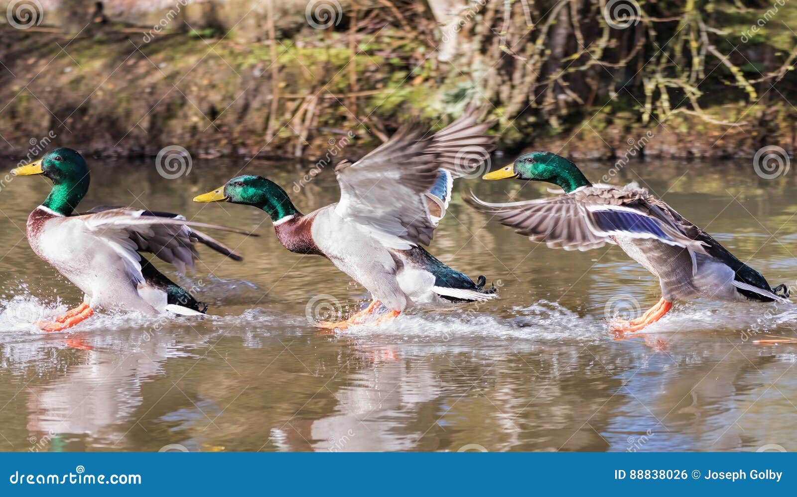 Ducks Landing on Water in Sequence. Frozen Motion. Stock Photo - Image ...