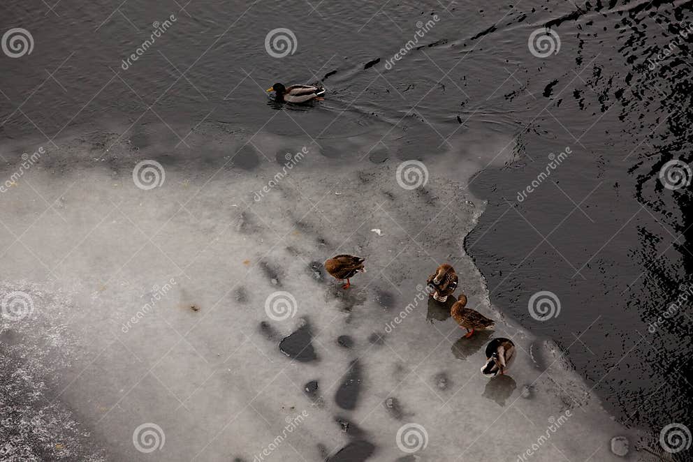 Ducks life stock image. Image of winter, season, animal - 86465509