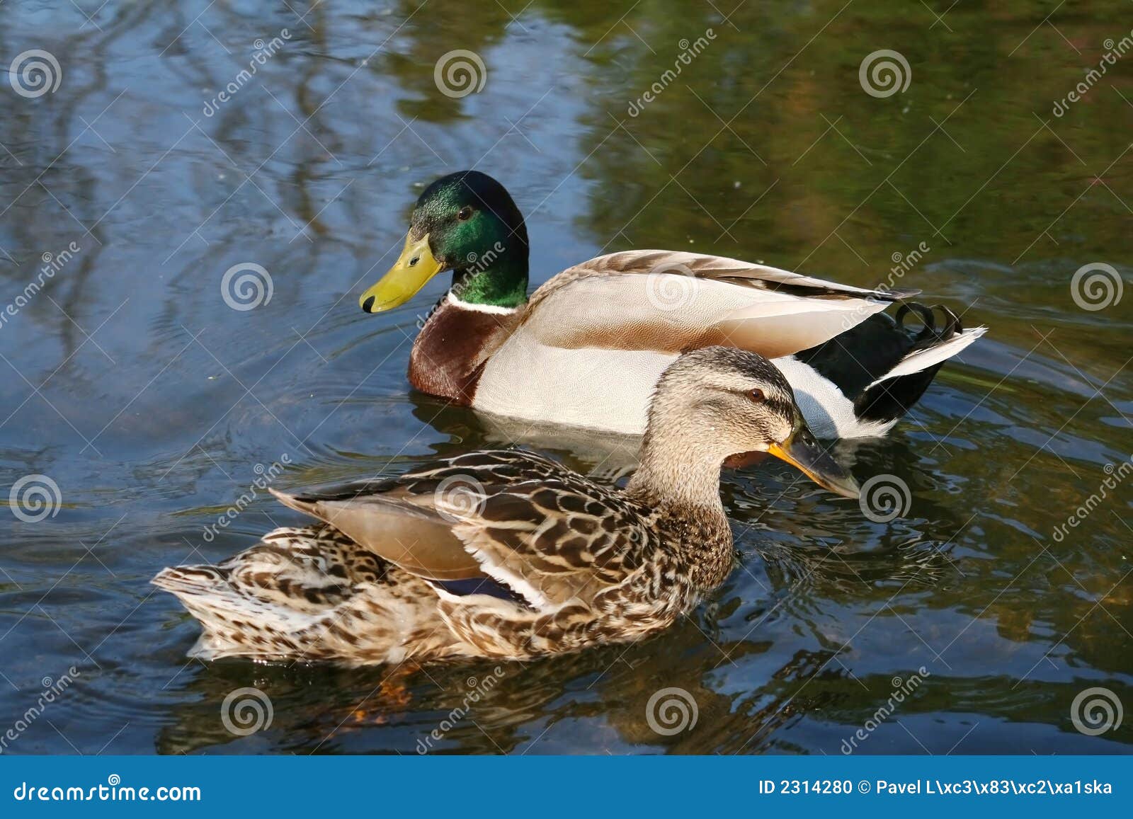 Ducks like married couple stock photo. Image of married - 2314280