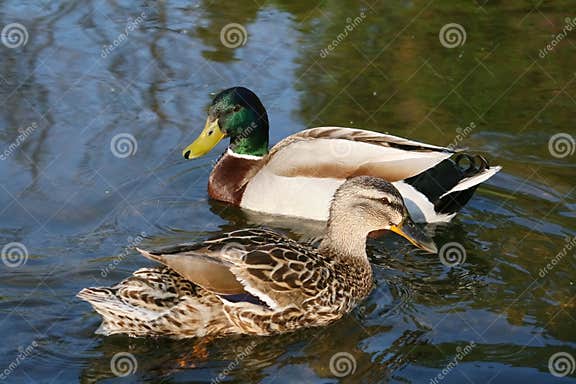 Ducks like married couple stock photo. Image of married - 2314280