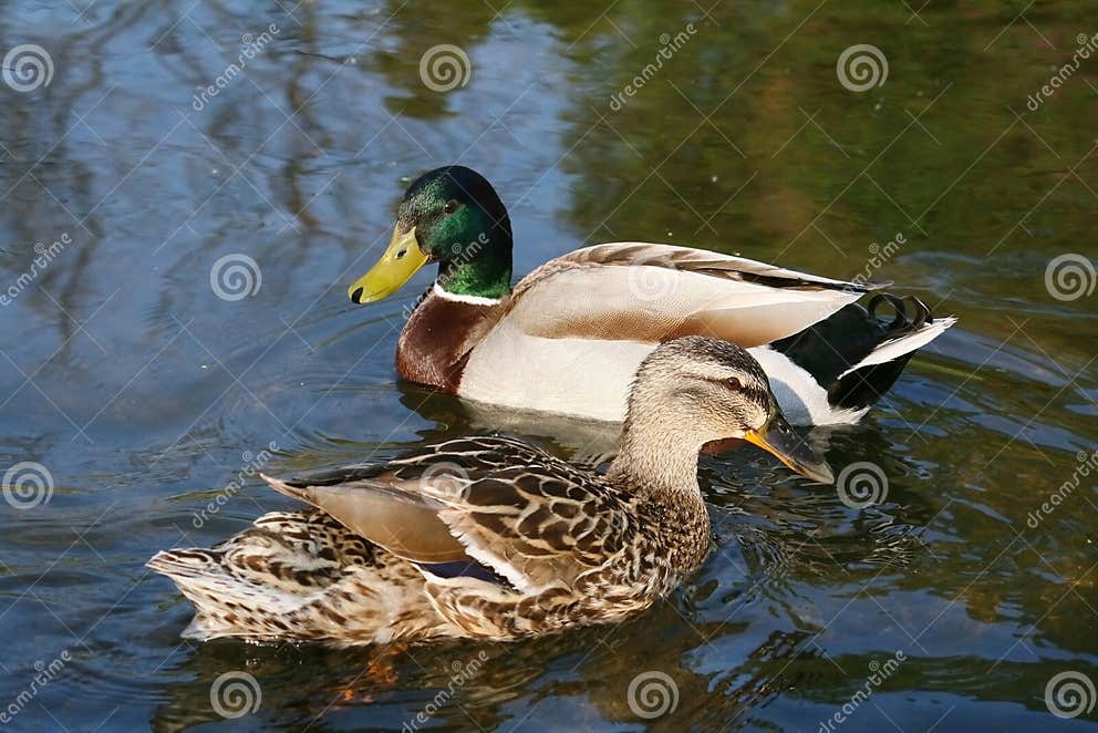 Ducks like married couple stock photo. Image of married - 2314280