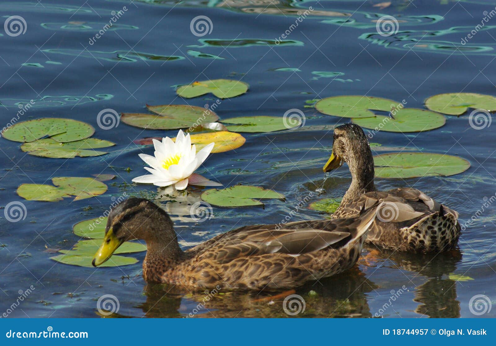 Ducks and lily stock image. Image of birdwatcher, fowl - 18744957