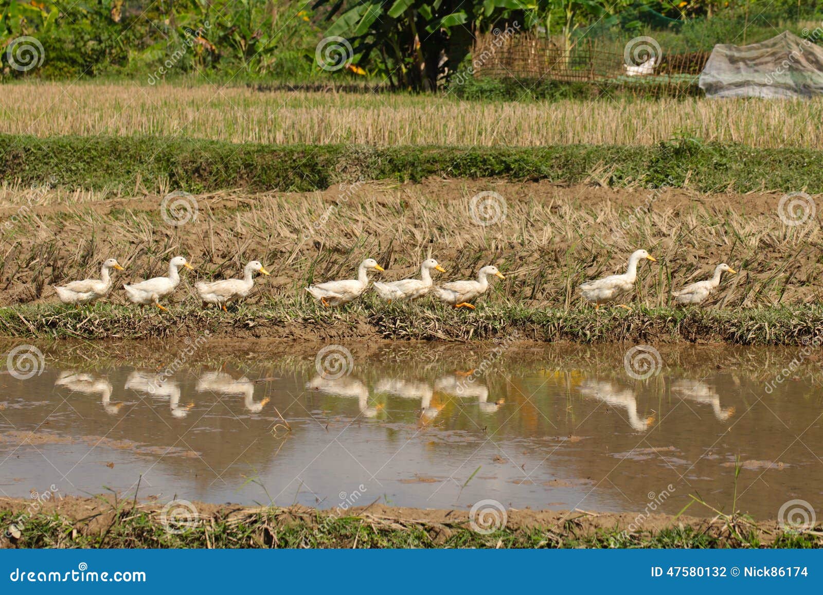 Ducks in Line stock photo. Image of teamwork, team, reflection - 47580132