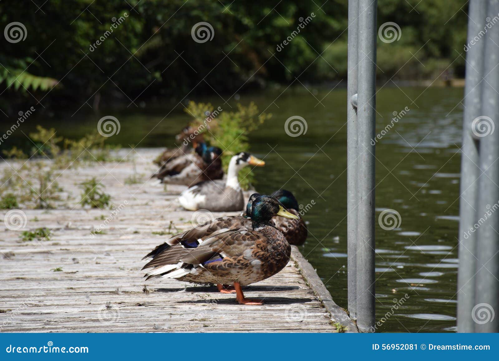 Ducks stock image. Image of wildlife, lake, reflection - 56952081