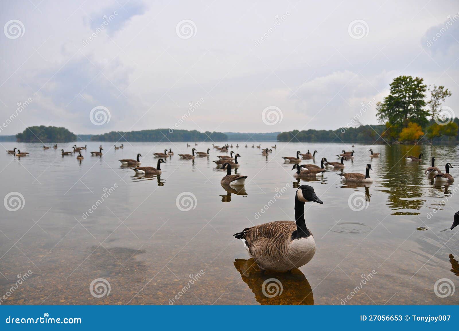 Ducks @ Loch Raven Dam stock image. Image of lochraven - 27056653
