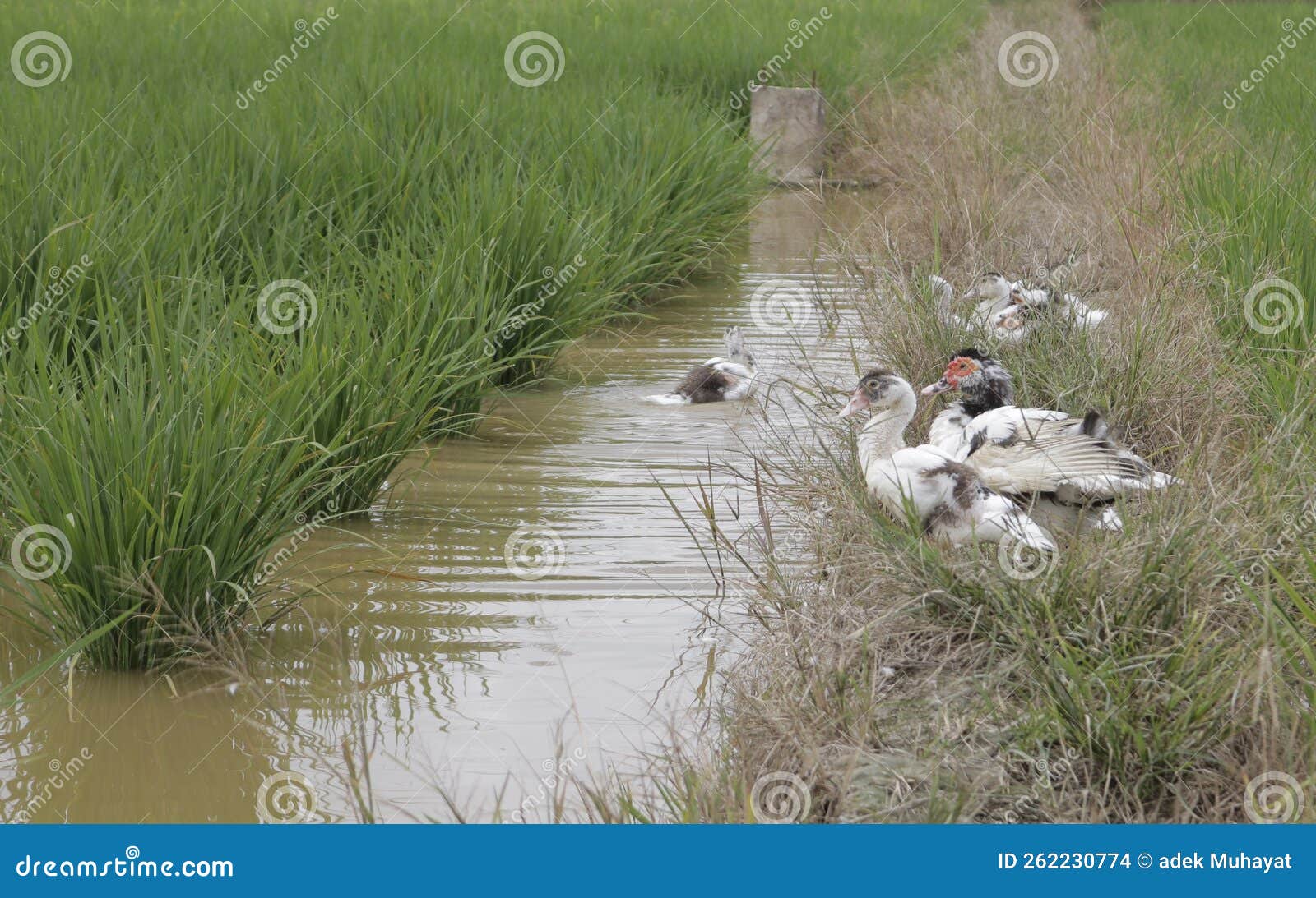 Ducks Looking for Food in the Field Stock Photo - Image of playing ...