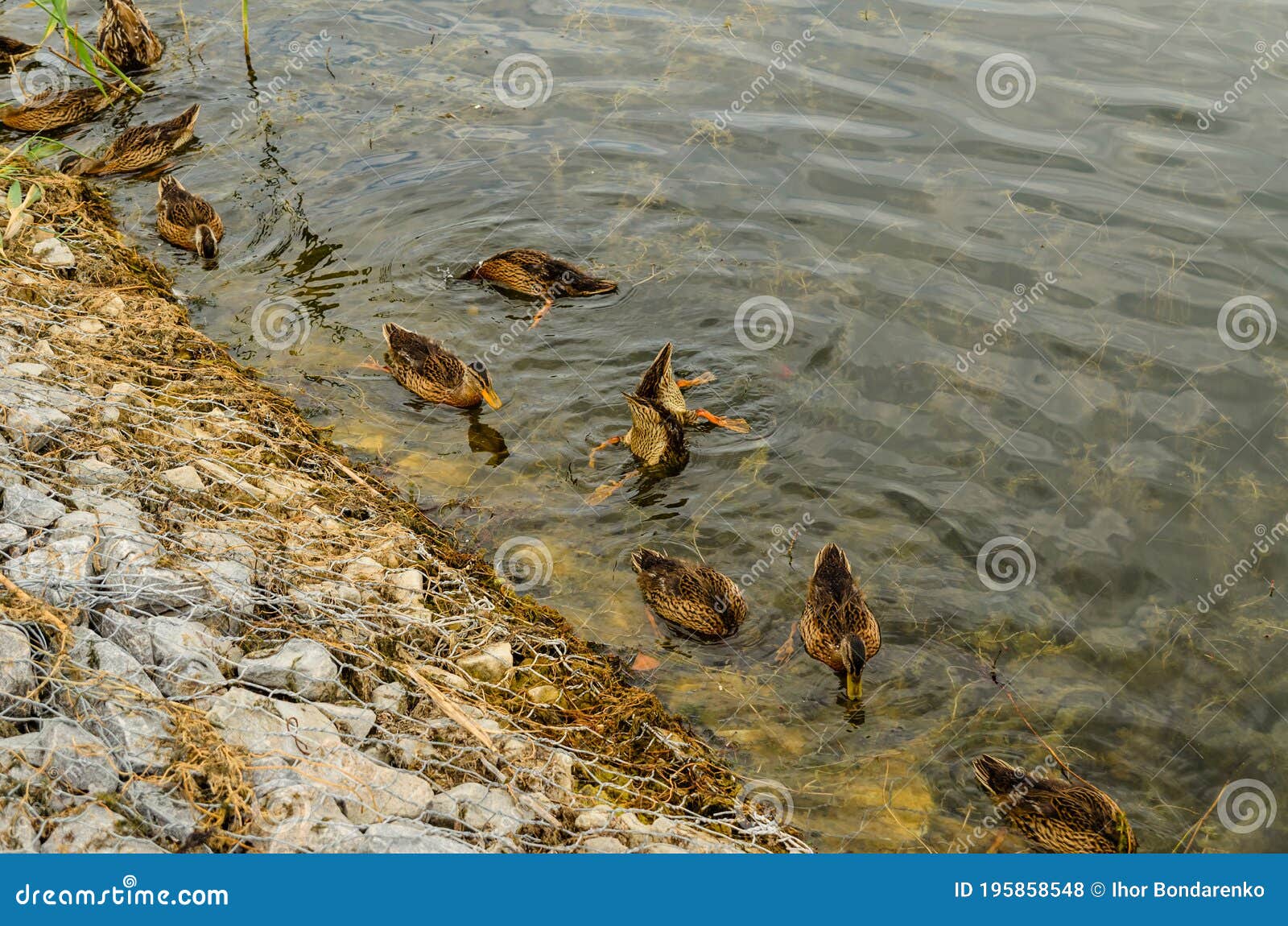 Ducks Looking for Food in Water Stock Photo - Image of lake, head ...