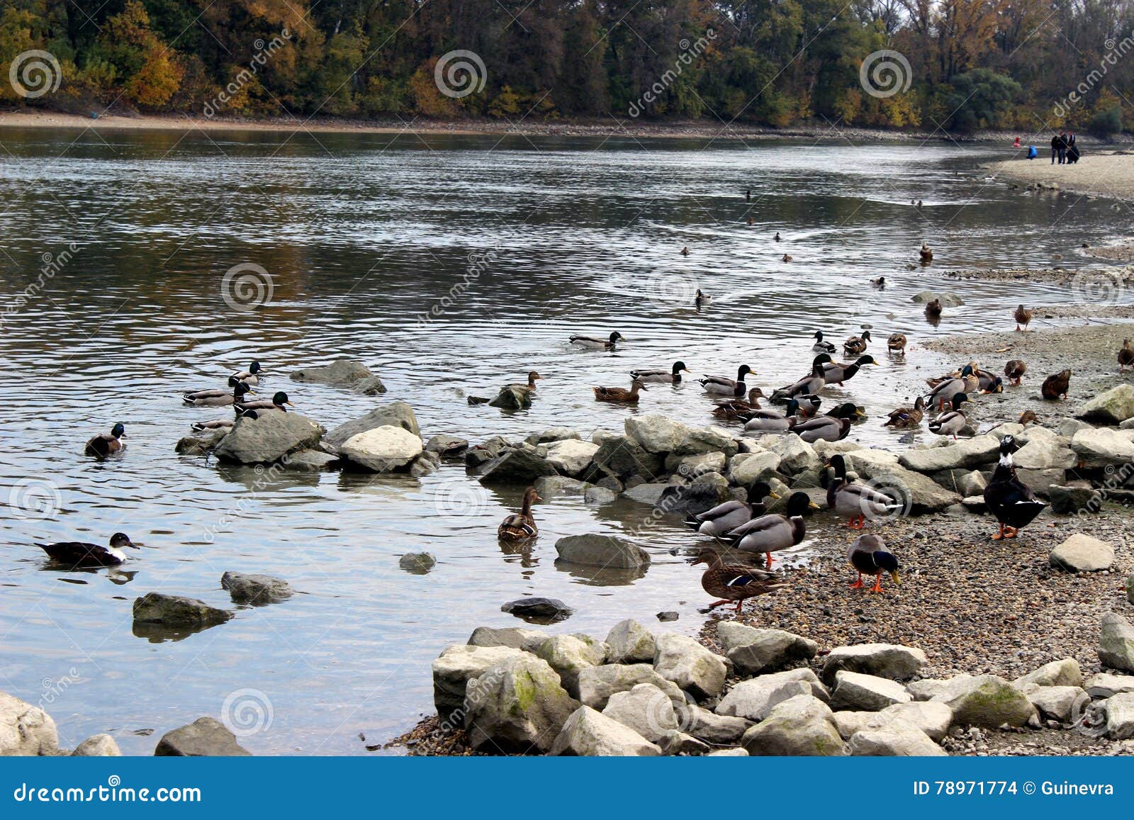 Ducks stock photo. Image of food, floating, waiting, eating - 78971774