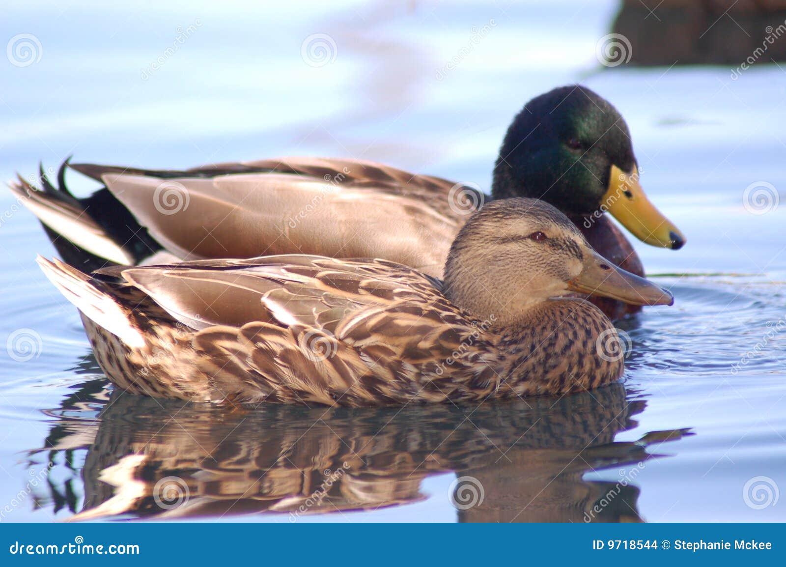Ducks in Love stock photo. Image of mallards, duckbill - 9718544
